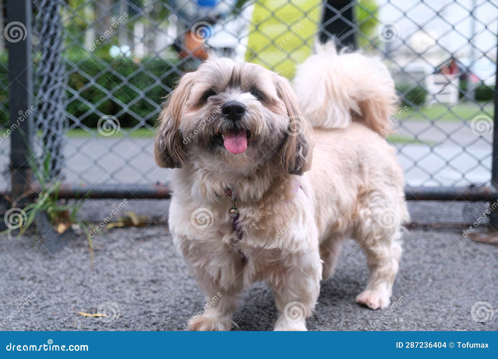 Small Dog Playing in the Park Stock Photo - Image of park, pedigree ...