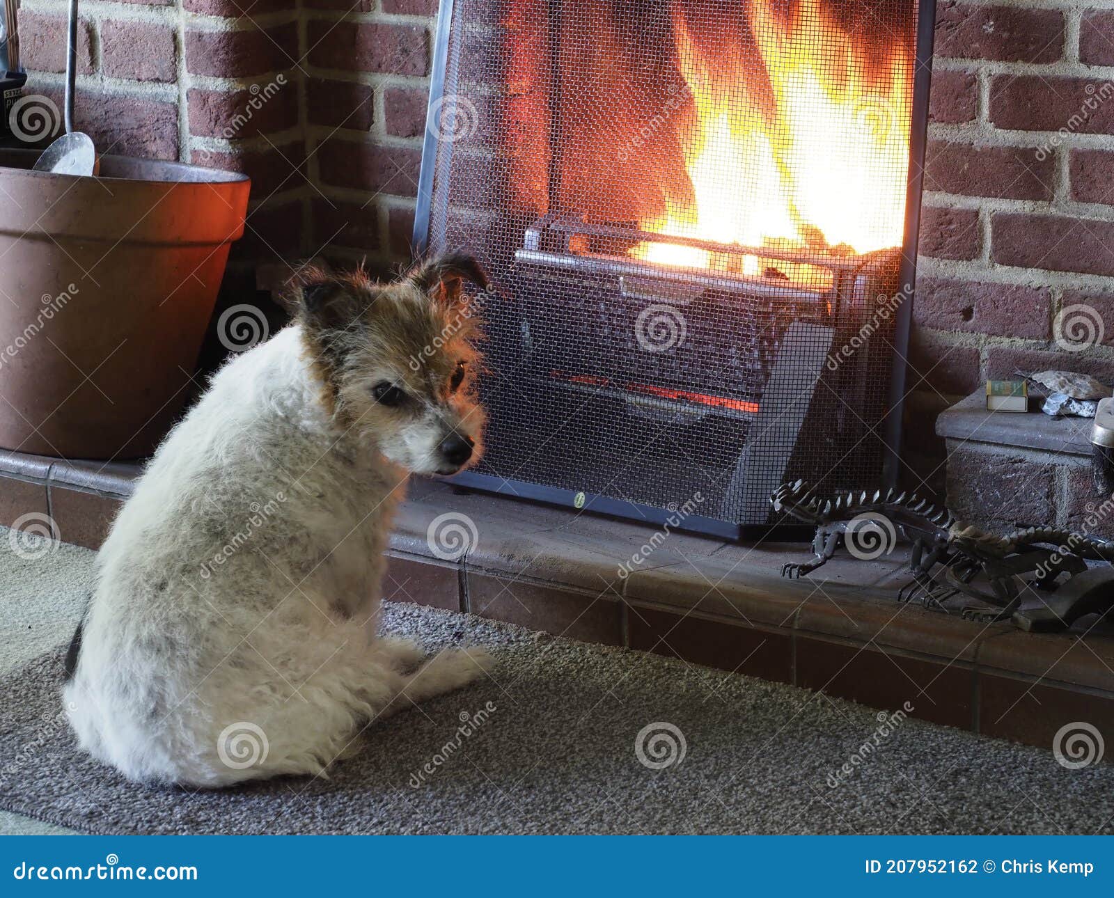 A Small Dog Sat in Front of Roaring Coal Fire Warming Himself Stock ...