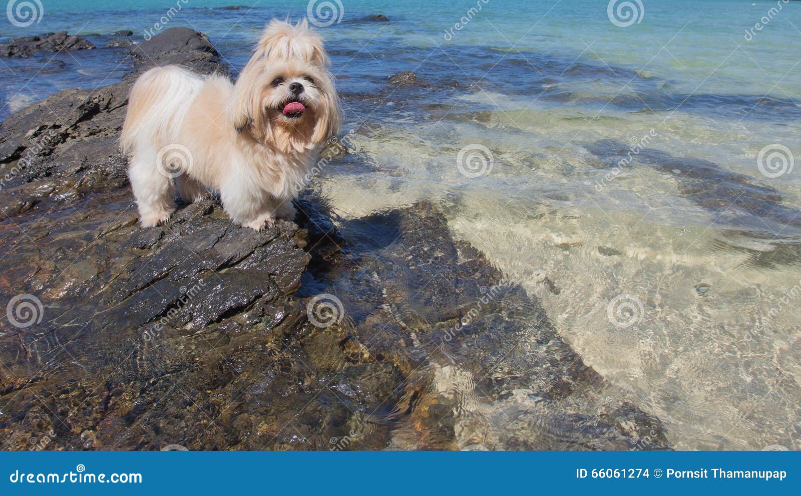 Small dog sea beach stock photo. Image of climate, pacific - 66061274