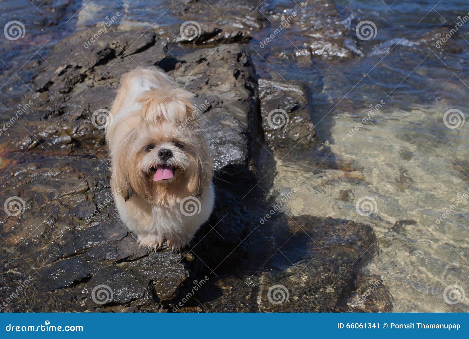 Small dog sea beach stock image. Image of summer, caribbean - 66061341
