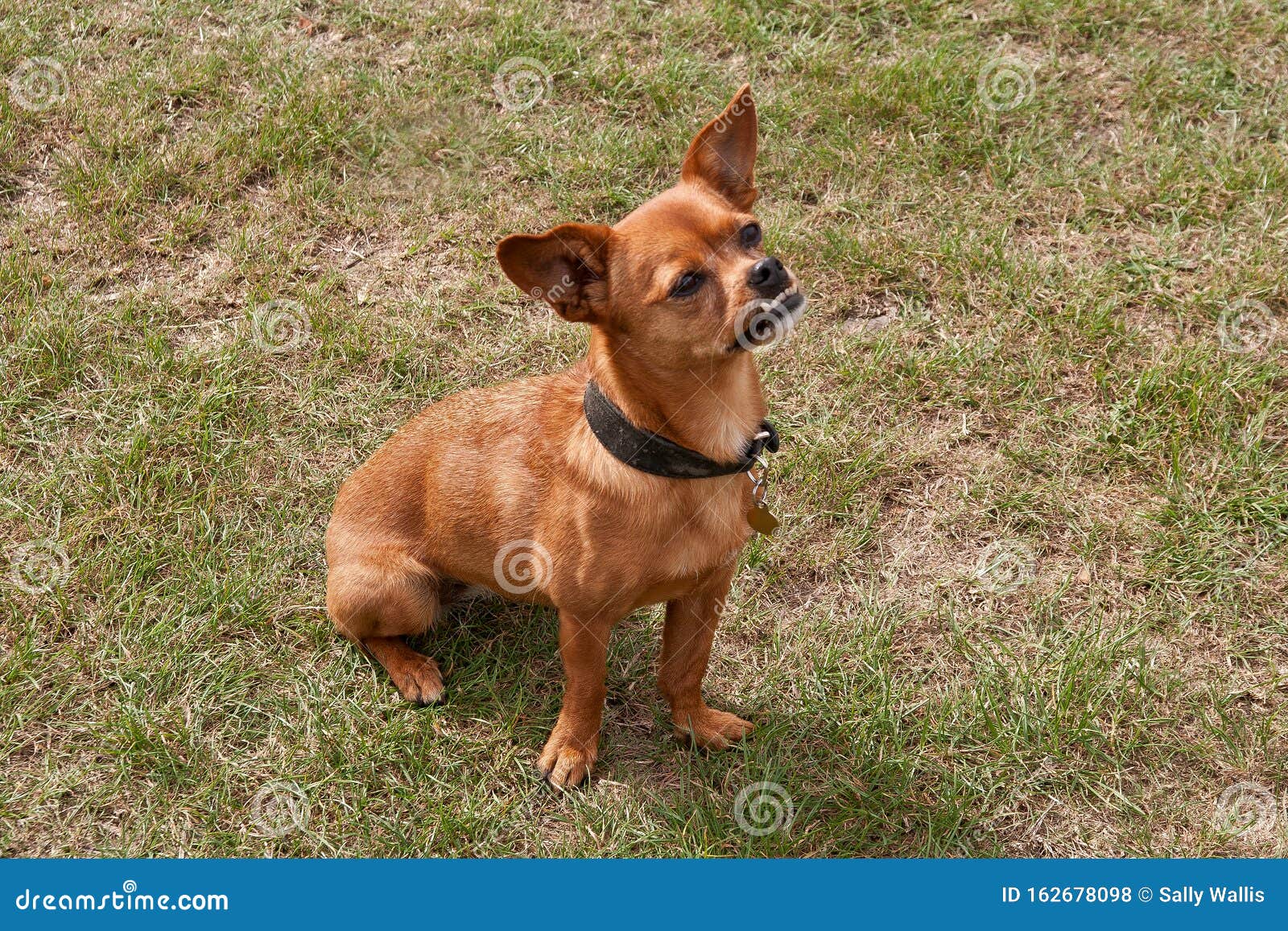 Small Dog Showing Very Undershot Bite Stock Photo - Image of rings ...