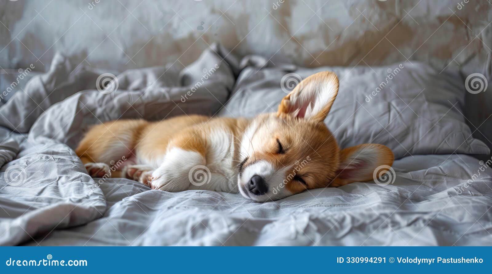 A Small Dog Sleeping on a Bed with a White Sheet Stock Image - Image of ...