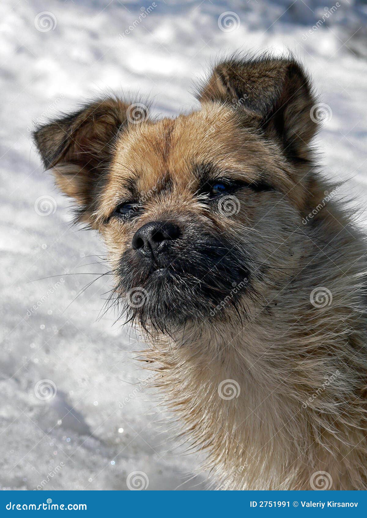 Small Dog with Small Beard 1 Stock Image - Image of animals, fauna: 2751991