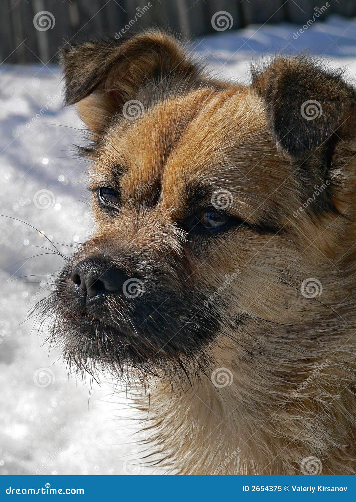 Small Dog with Small Beard 2 Stock Image - Image of alertness, ears ...