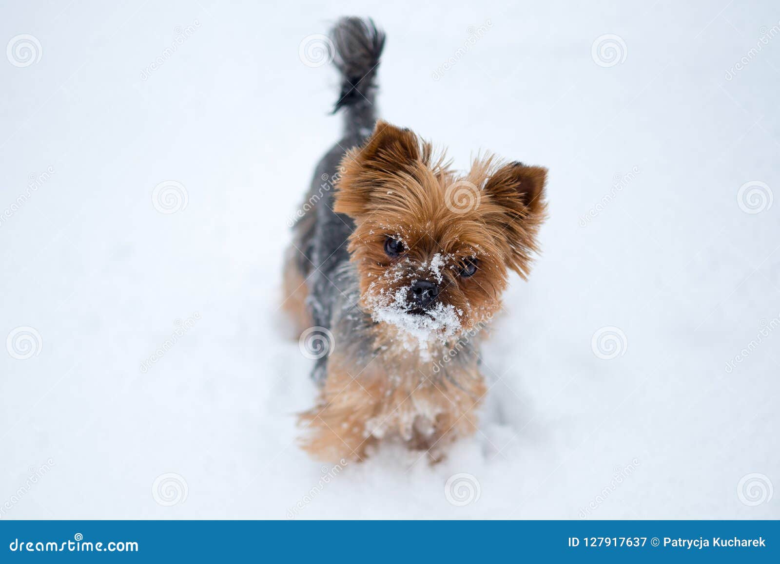 Small Dog in Snow. Yorkshire Terrier Stock Image - Image of small ...