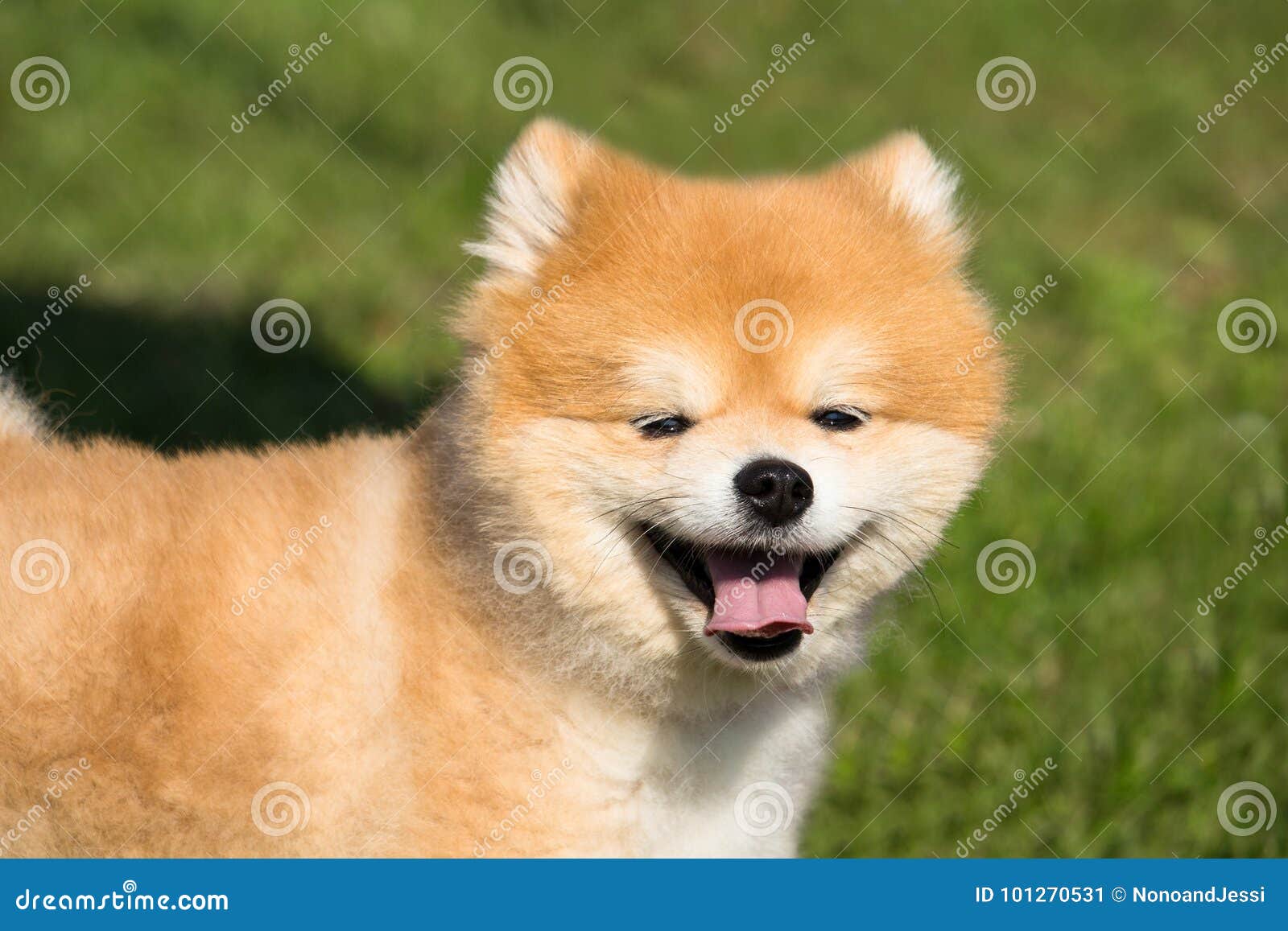 Small Dog Spitz Color Fox with a Hair Like the Fluff Stock Image ...