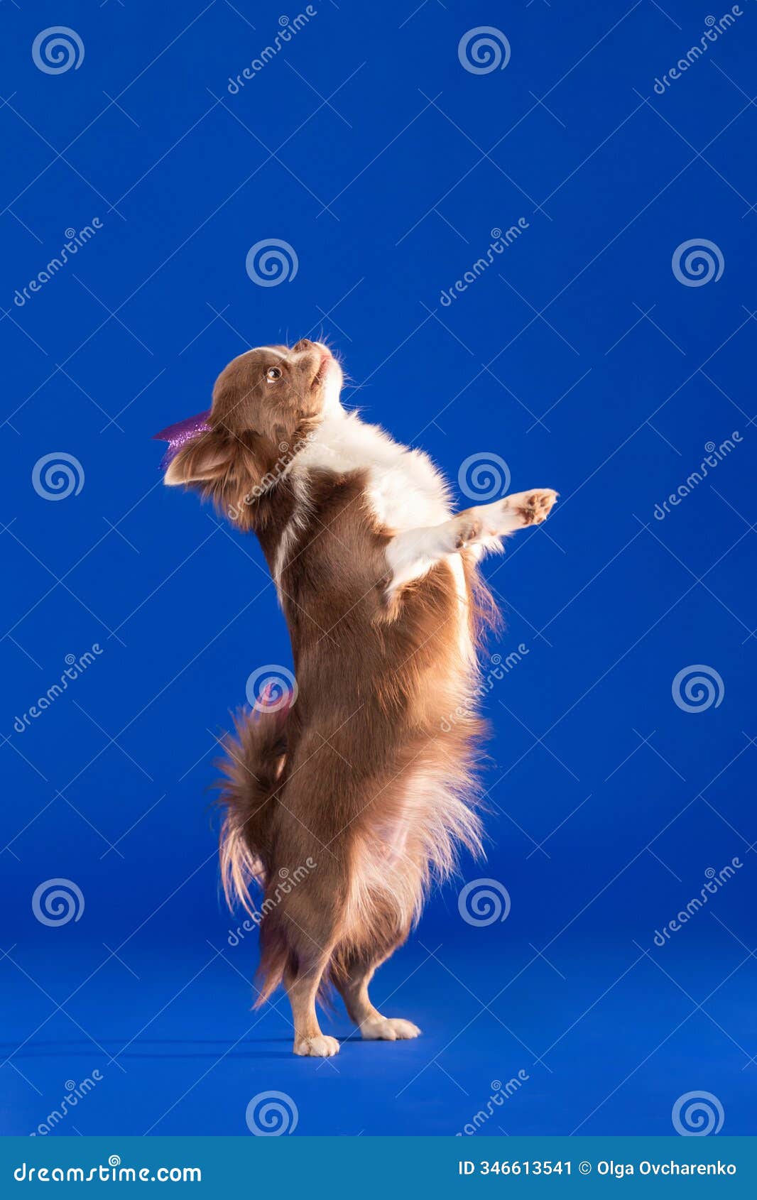 Small Dog Standing on Hind Legs Wearing Pink Crown Stock Image - Image ...