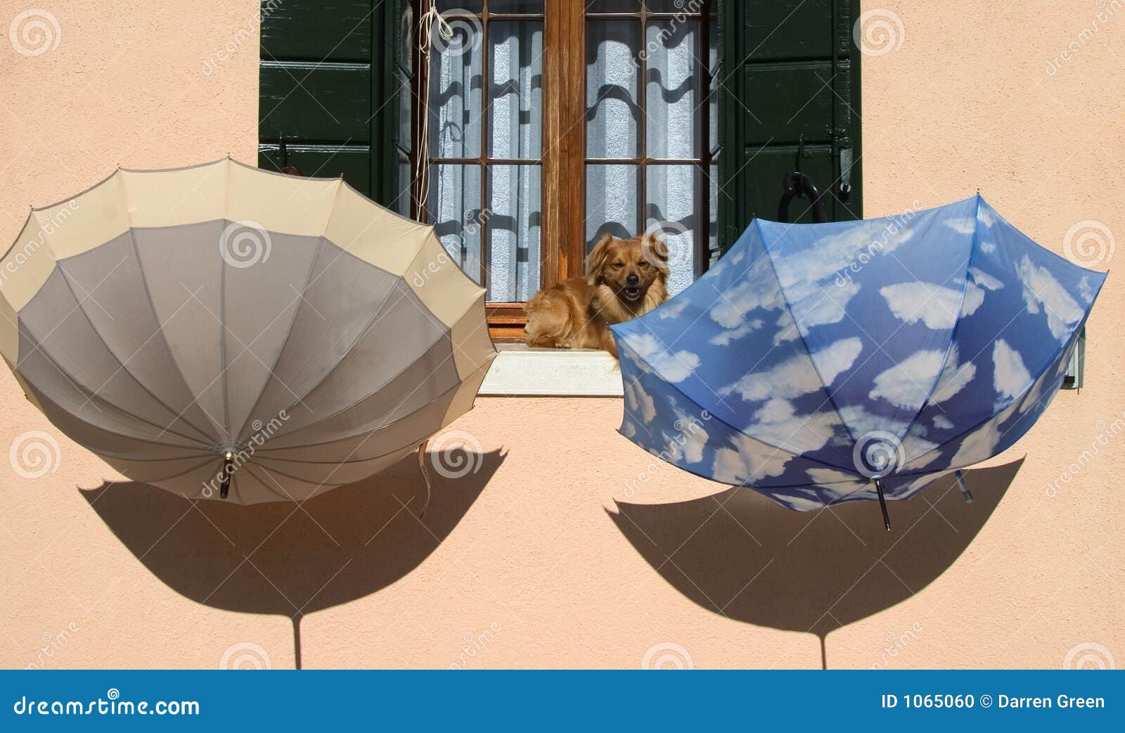 A Small Dog and Two Umbrellas Sit on a Window Ledeg - Burano - V Stock ...