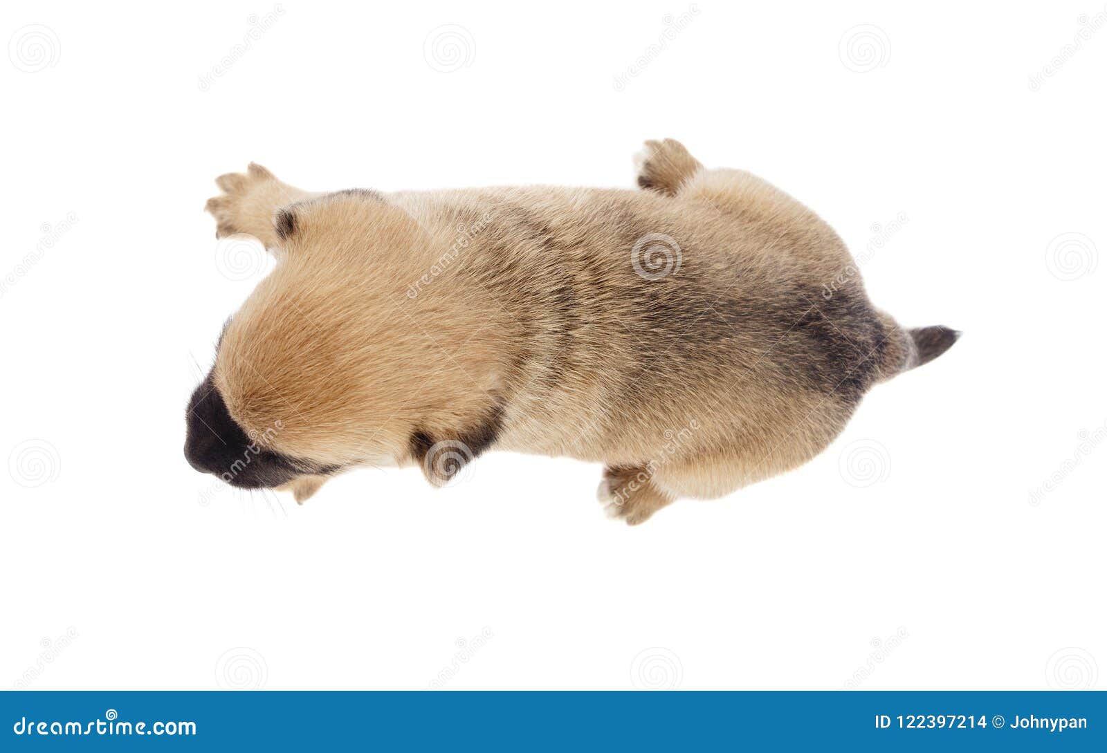 Small dog view from above stock photo. Image of friendly - 122397214