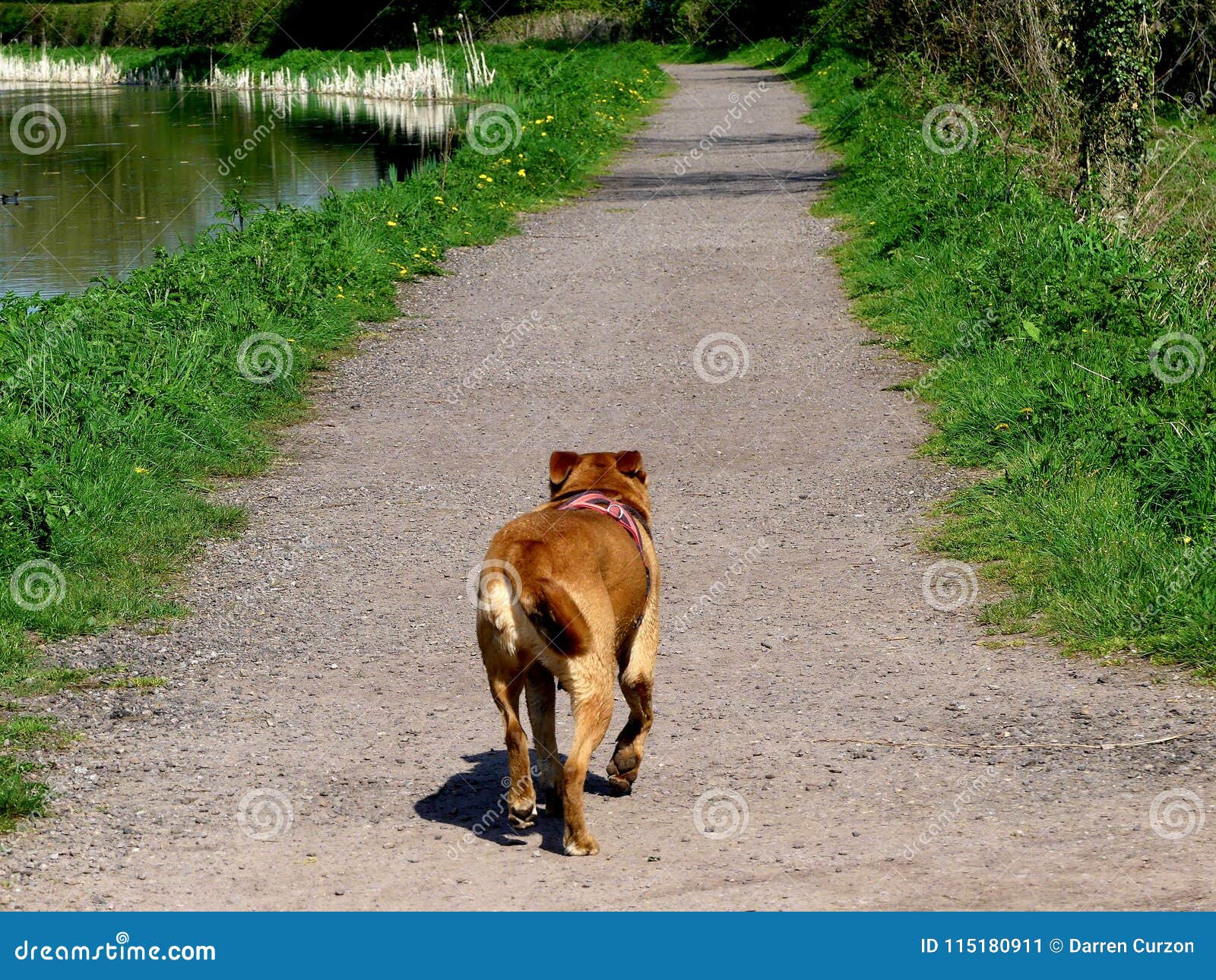 Small Dog Walking Up a Canal Path in Devon, England Stock Image - Image ...