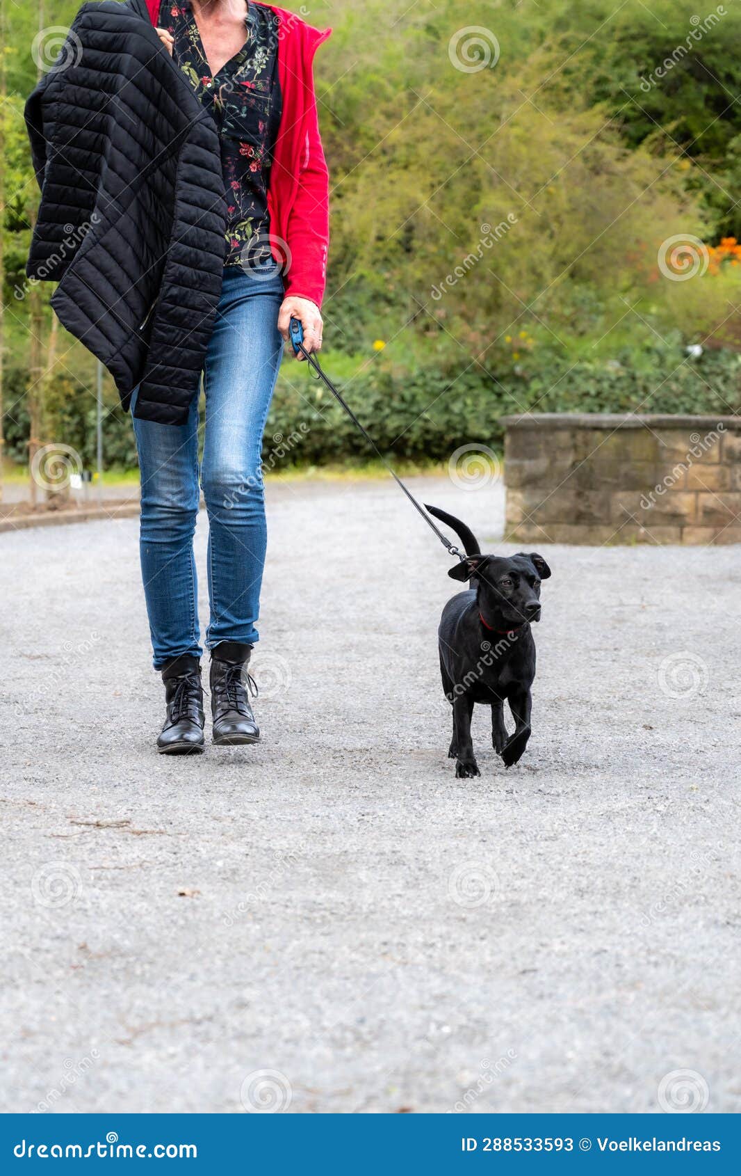 Small Dog Walking with a Woman in the Park Stock Image - Image of dream ...