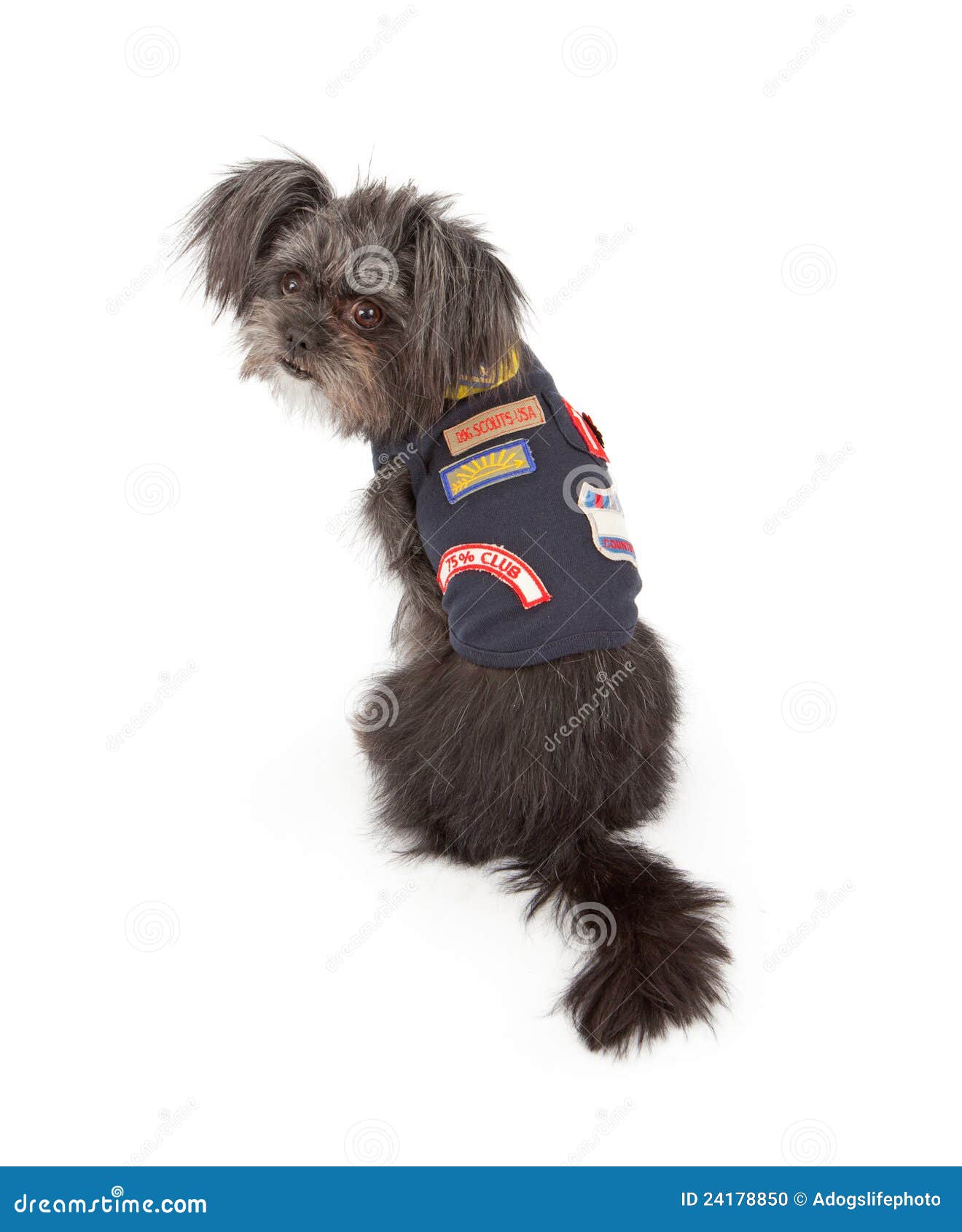 Small Dog Wearing Scout Outfit Stock Photo - Image of portrait, uniform ...