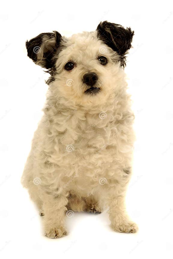 Small Dog on White Background Stock Photo - Image of furry, isolated ...