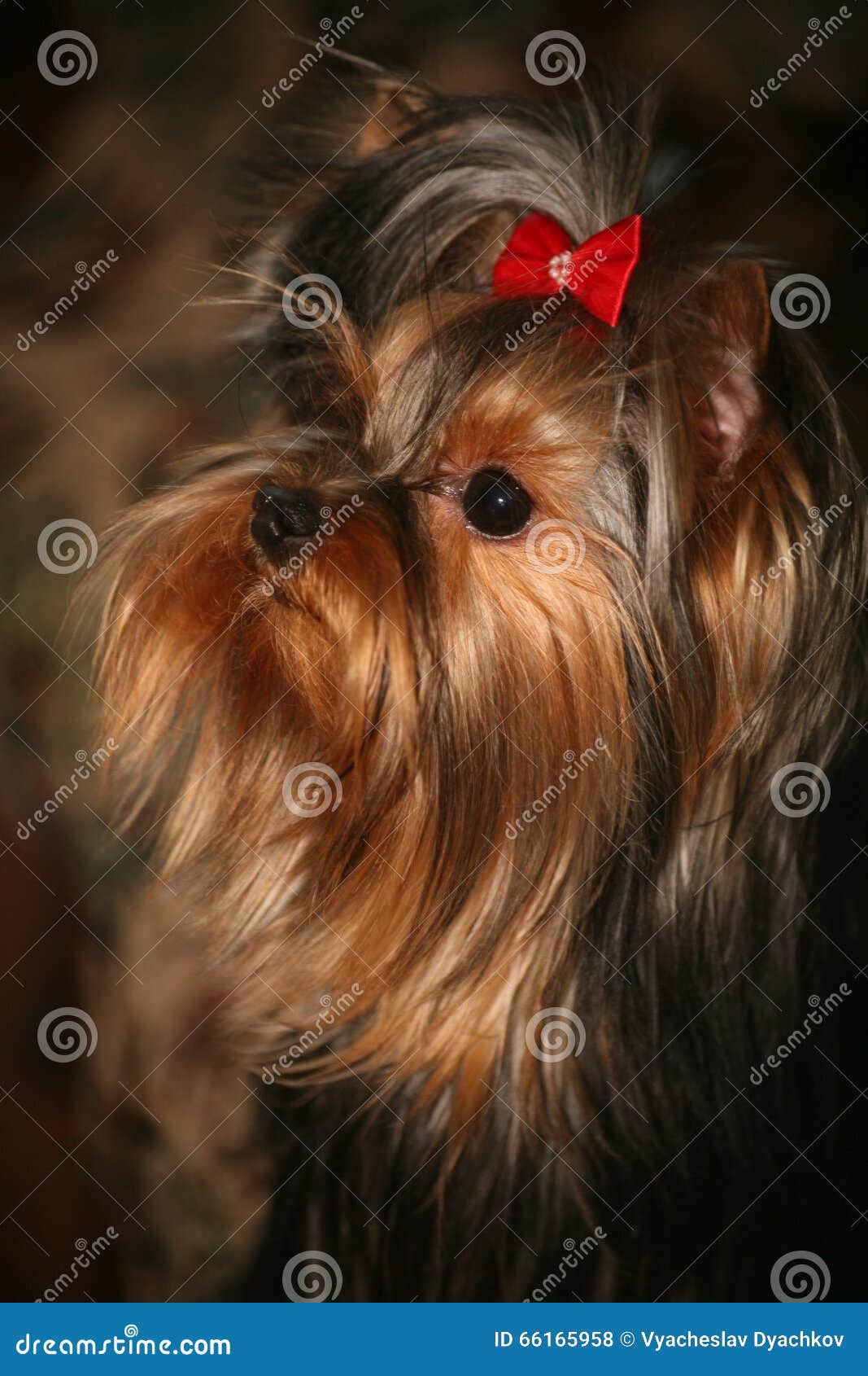 Small Dog Yorkshire Terrier Stock Photo - Image of long, isolated: 66165958
