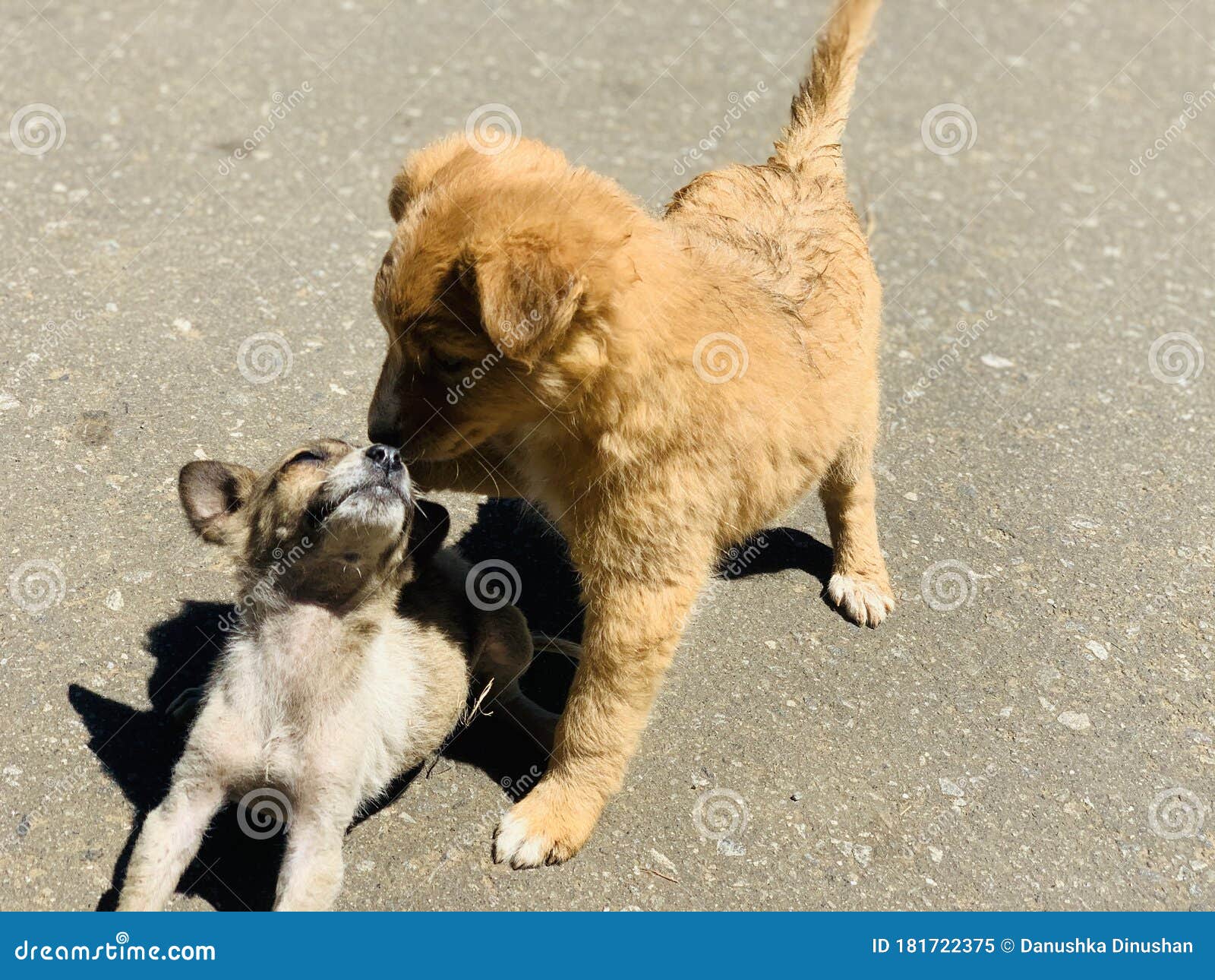 Lovly Small Dogs Stock Photos - Free & Royalty-Free Stock Photos from ...