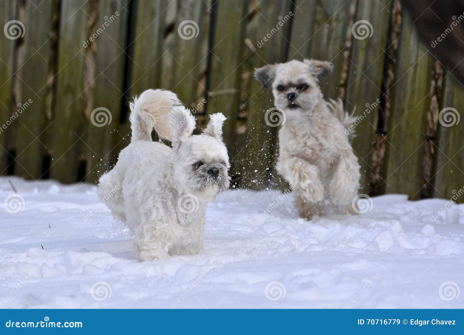 Small Dogs playing in snow stock image. Image of small - 70716779