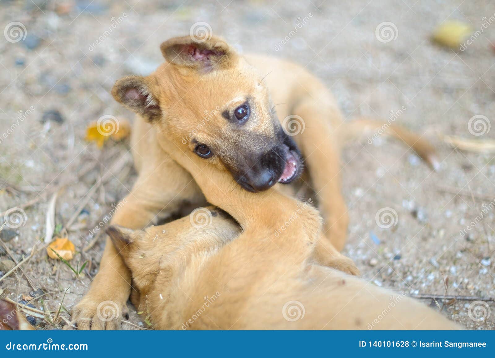 Small dogs playing stock photo. Image of portrait, together - 140101628