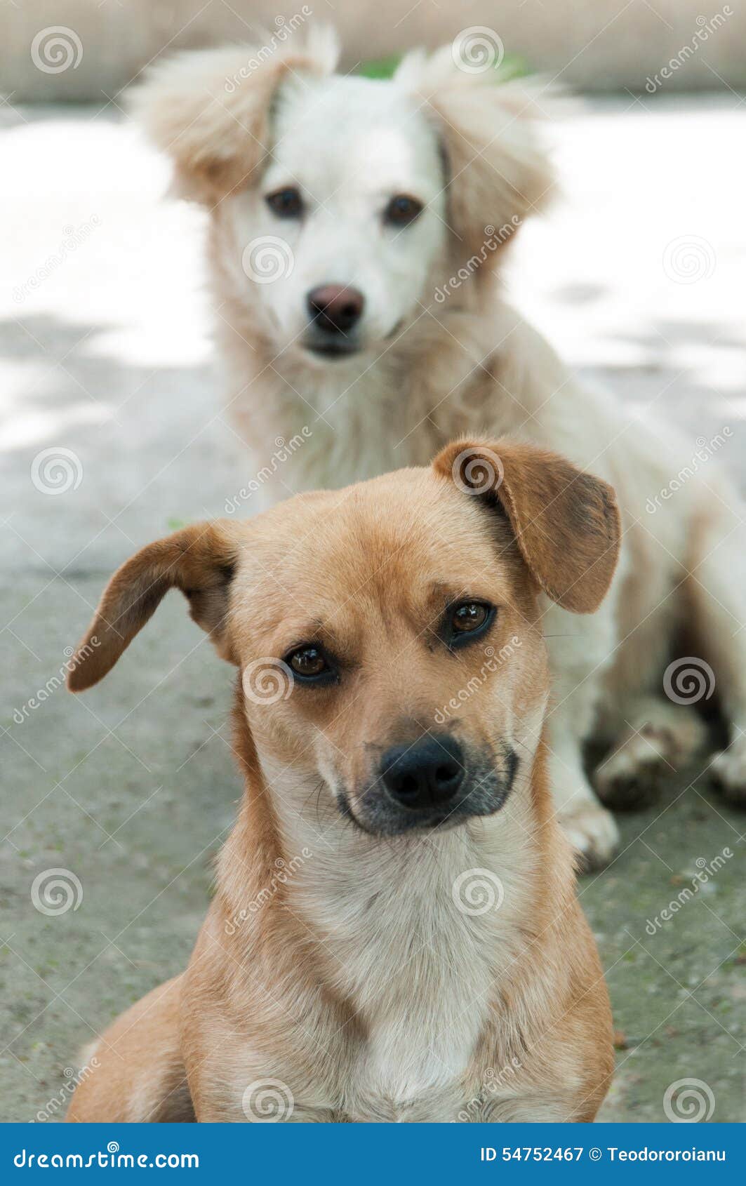 Small dogs pose stock image. Image of back, meditating - 54752467