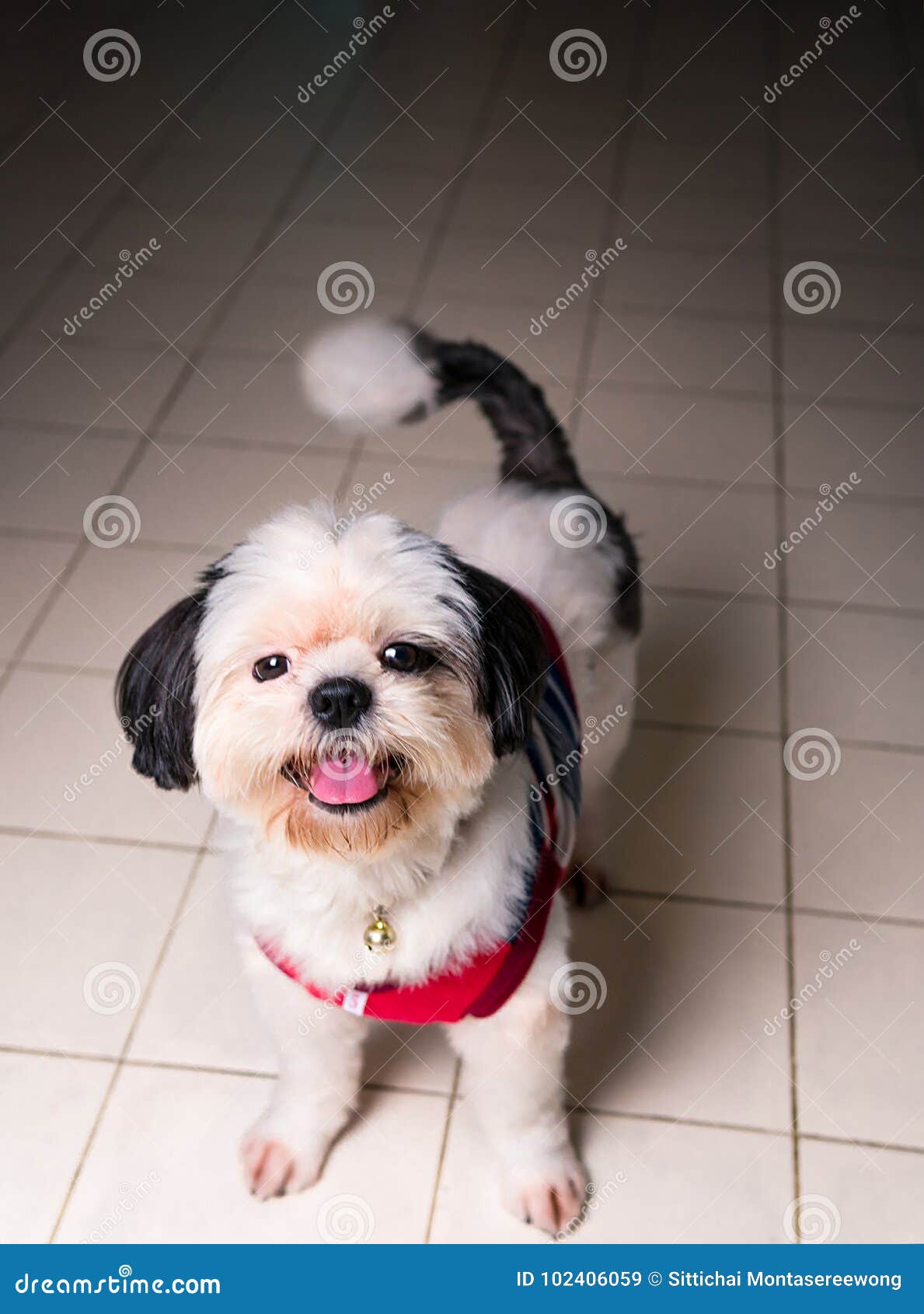 Small Dogs are Standing Looking and Cute. Stock Image - Image of cute ...