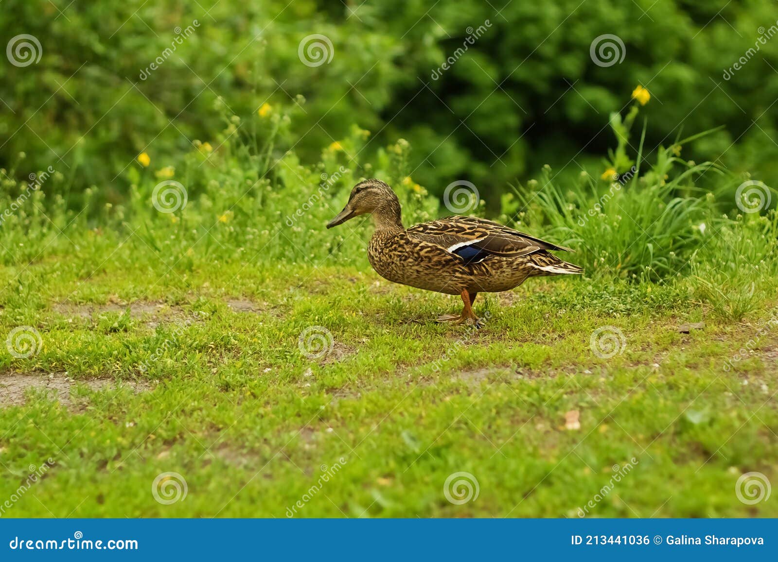 Small Domestic Ducks on Green Grass Springtime Stock Photo - Image of ...
