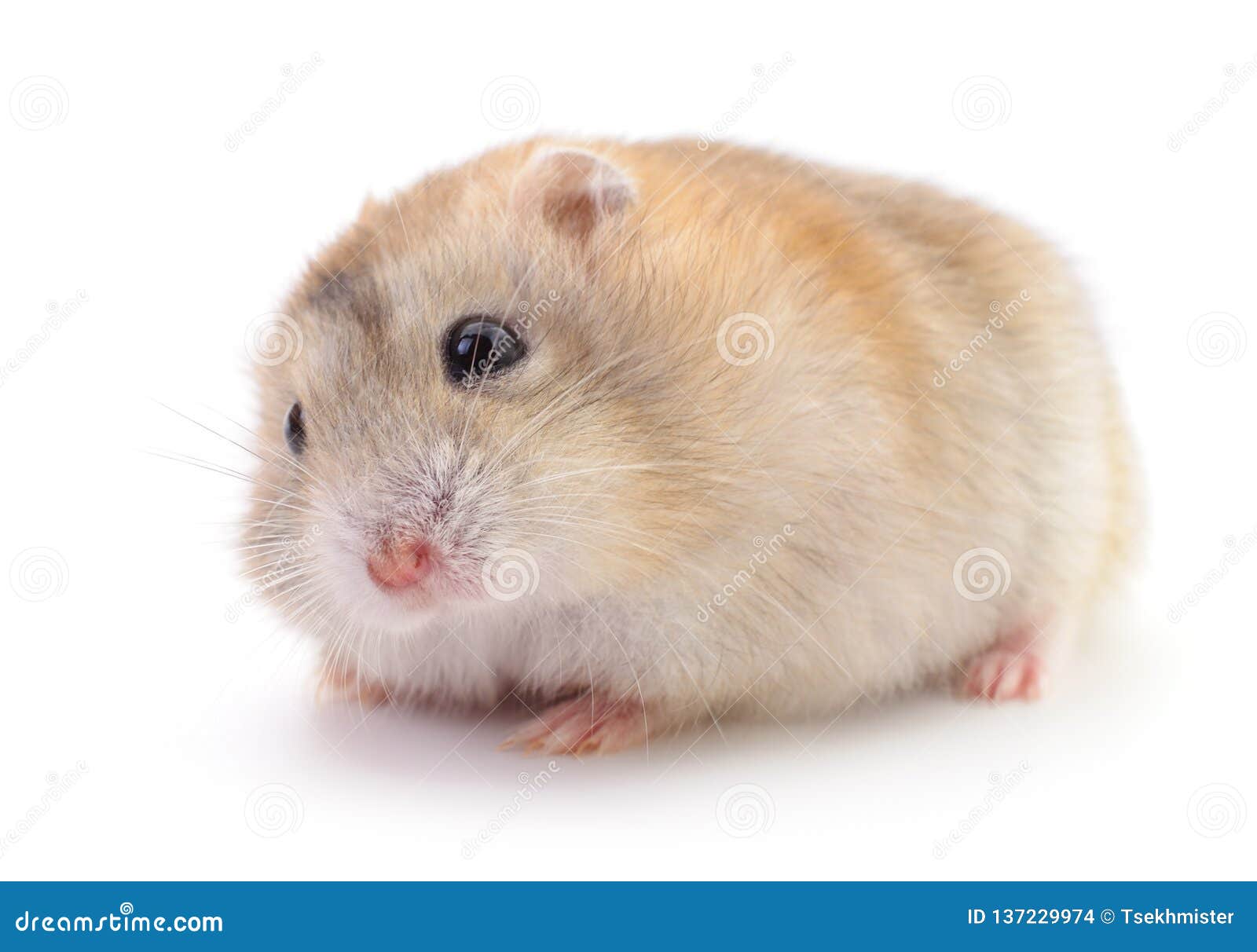 Small domestic hamster stock photo. Image of pets, small - 137229974