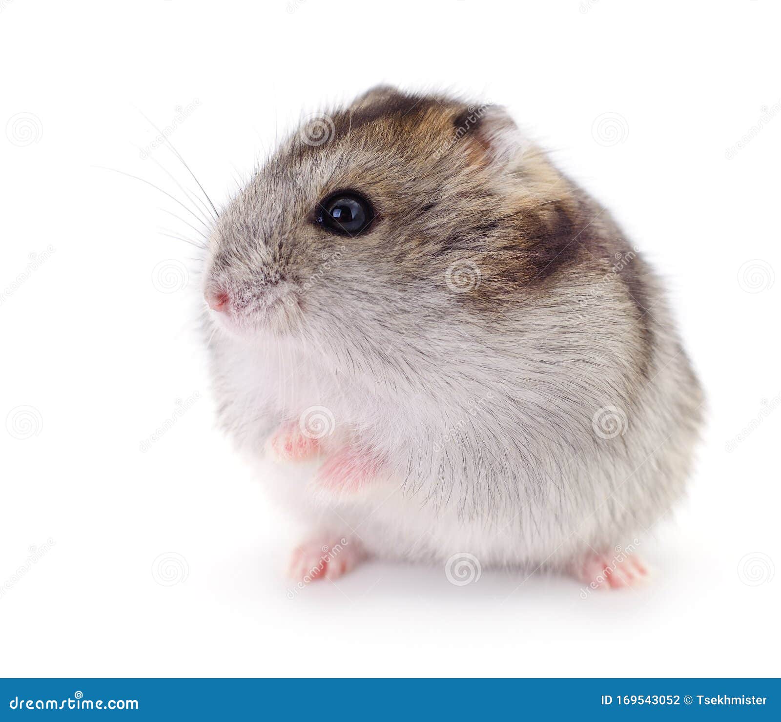 Small domestic hamster stock photo. Image of animals - 169543052
