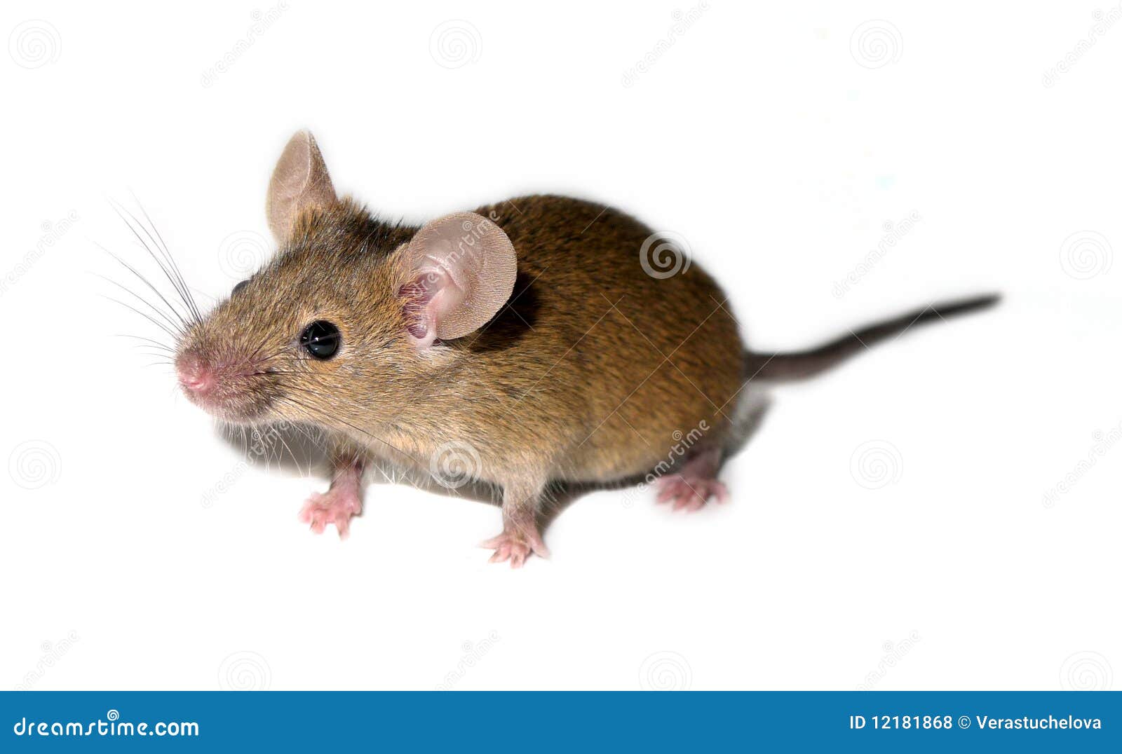 Small Domestic Mouse Royalty Free Stock Photos - Image: 12181868