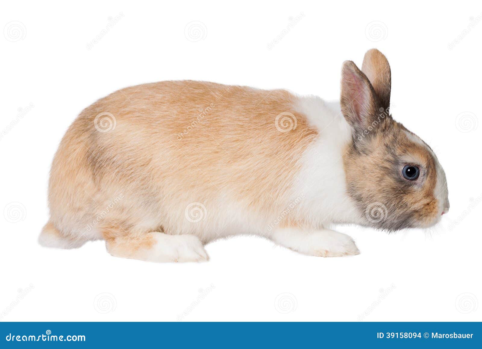 Small domestic rabbit stock photo. Image of adorable - 39158094