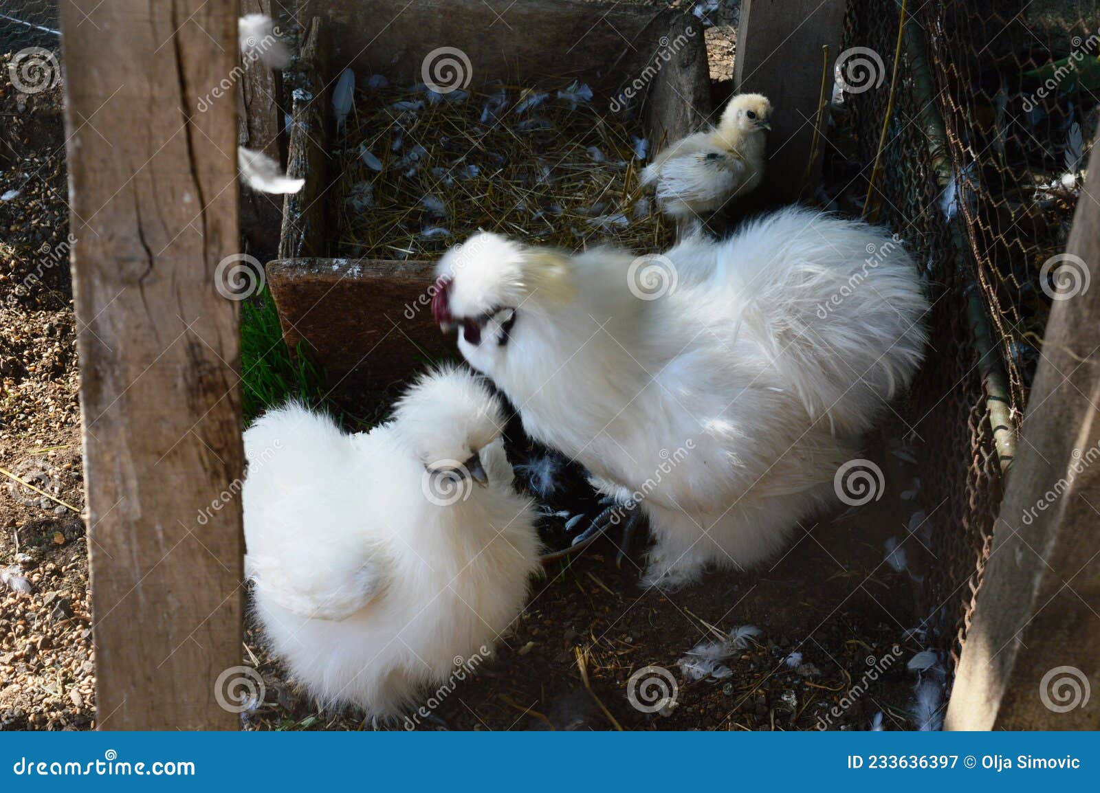 Small Domestic White Furry Chicken Stock Image - Image of domestic ...