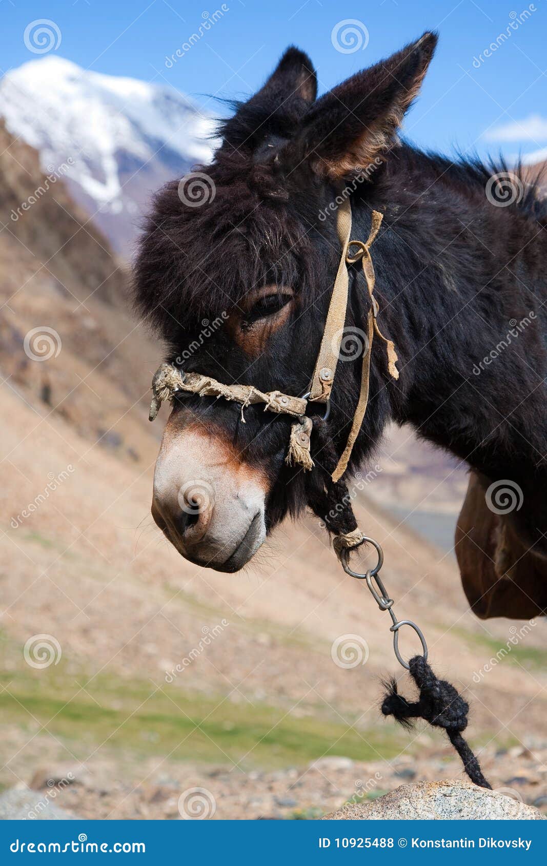 Small donkey stock photo. Image of nature, ears, landscape - 10925488