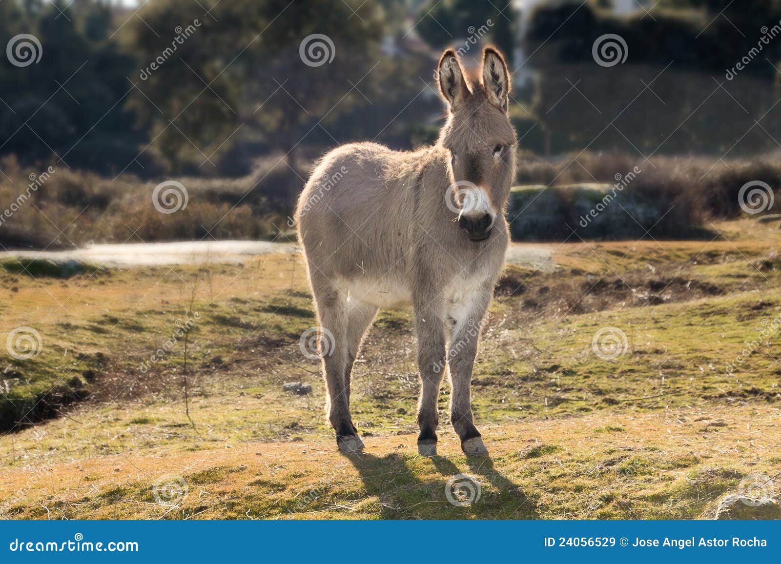 Small Donkey Walking in a Meadow Stock Image - Image of hair, horse ...