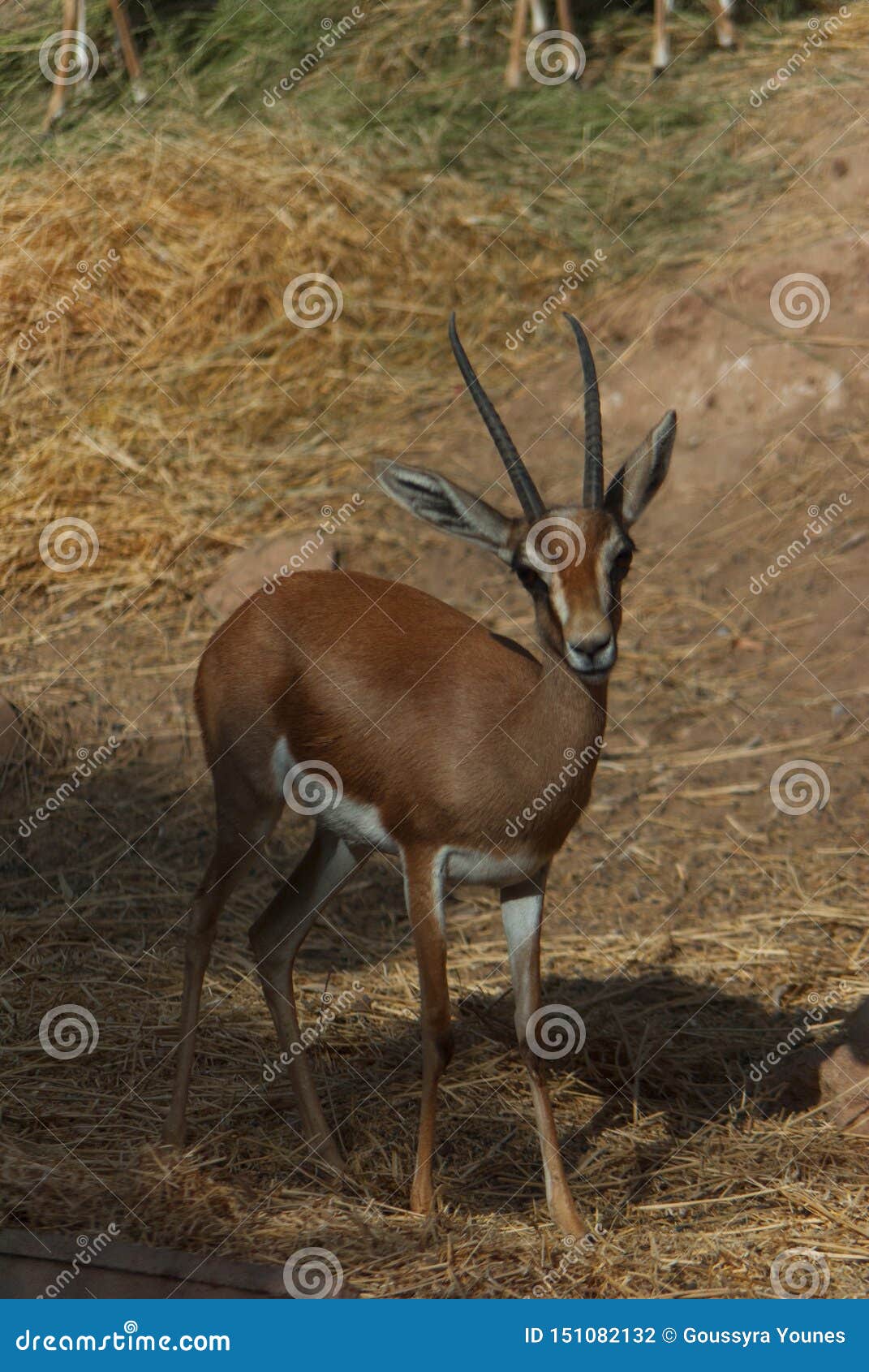 Small Dorcas Gazelle in the Zoo Stock Photo - Image of portrait ...