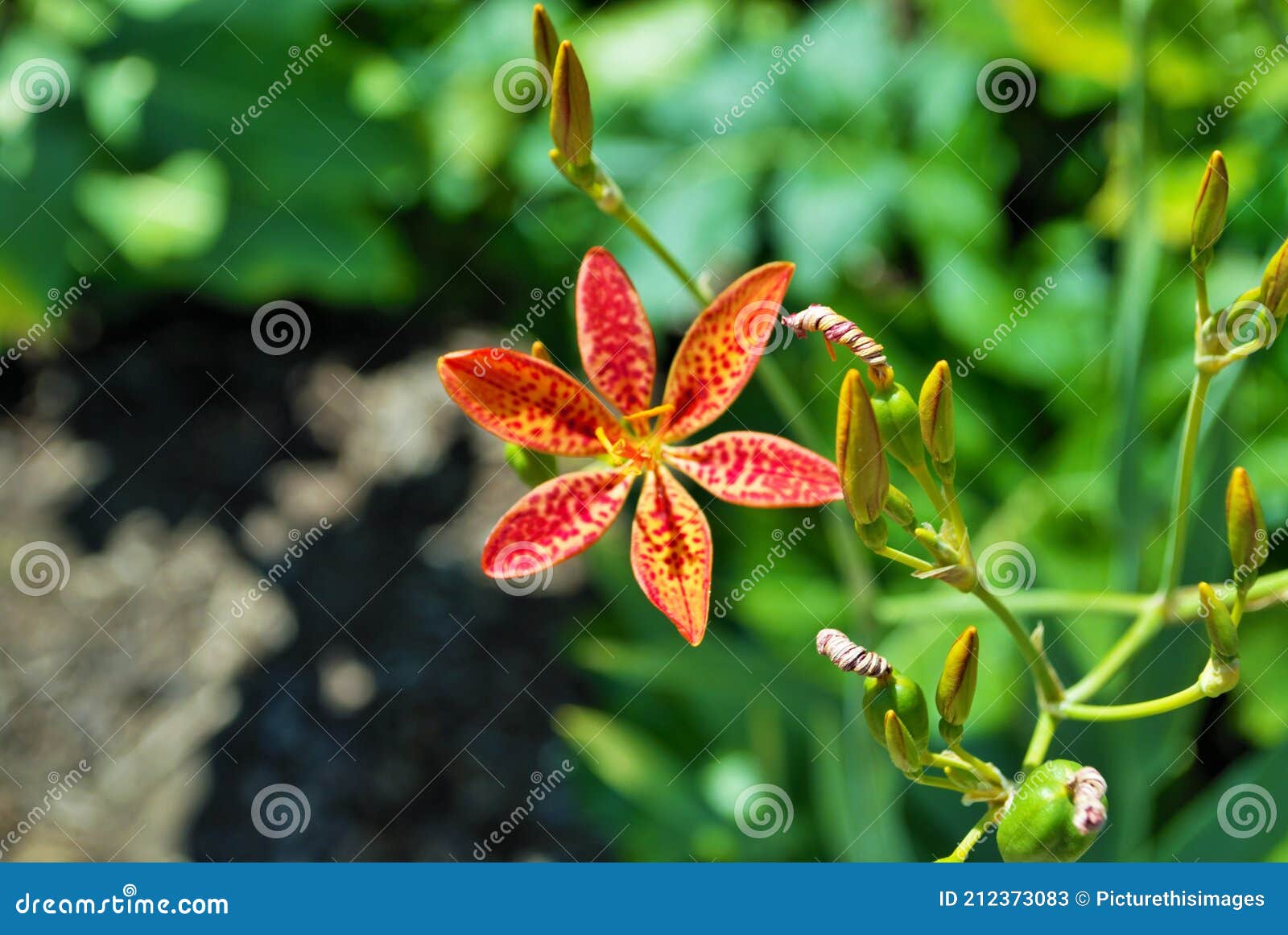 Small Dotted Leopard Lily Flower Growing in Spring Stock Image - Image ...