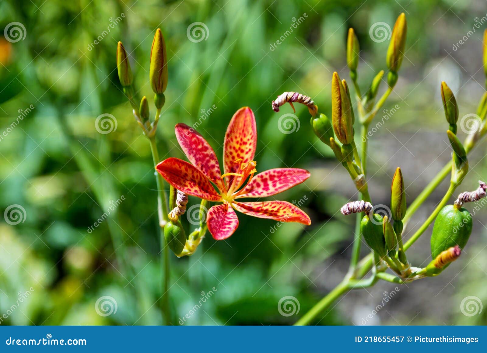 Small Dotted Leopard Lily Flower Growing in Spring Stock Image - Image ...