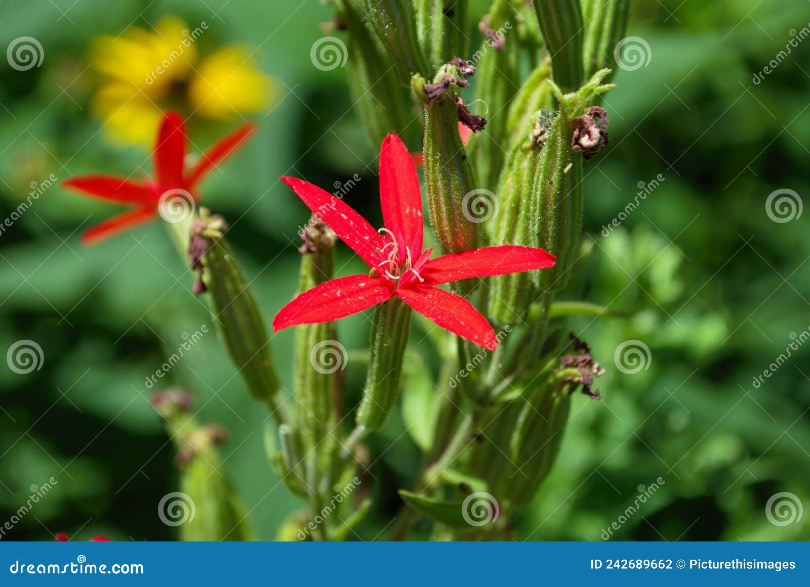 Small Dotted Leopard Lily Flower Growing in Spring Stock Photo - Image ...