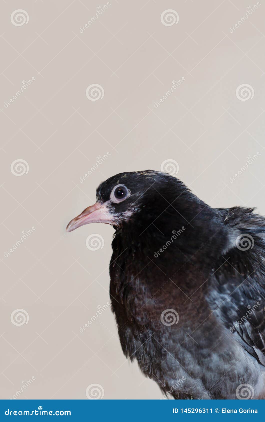 Small Dove Chick in Profile Stock Image - Image of dove, portrait ...