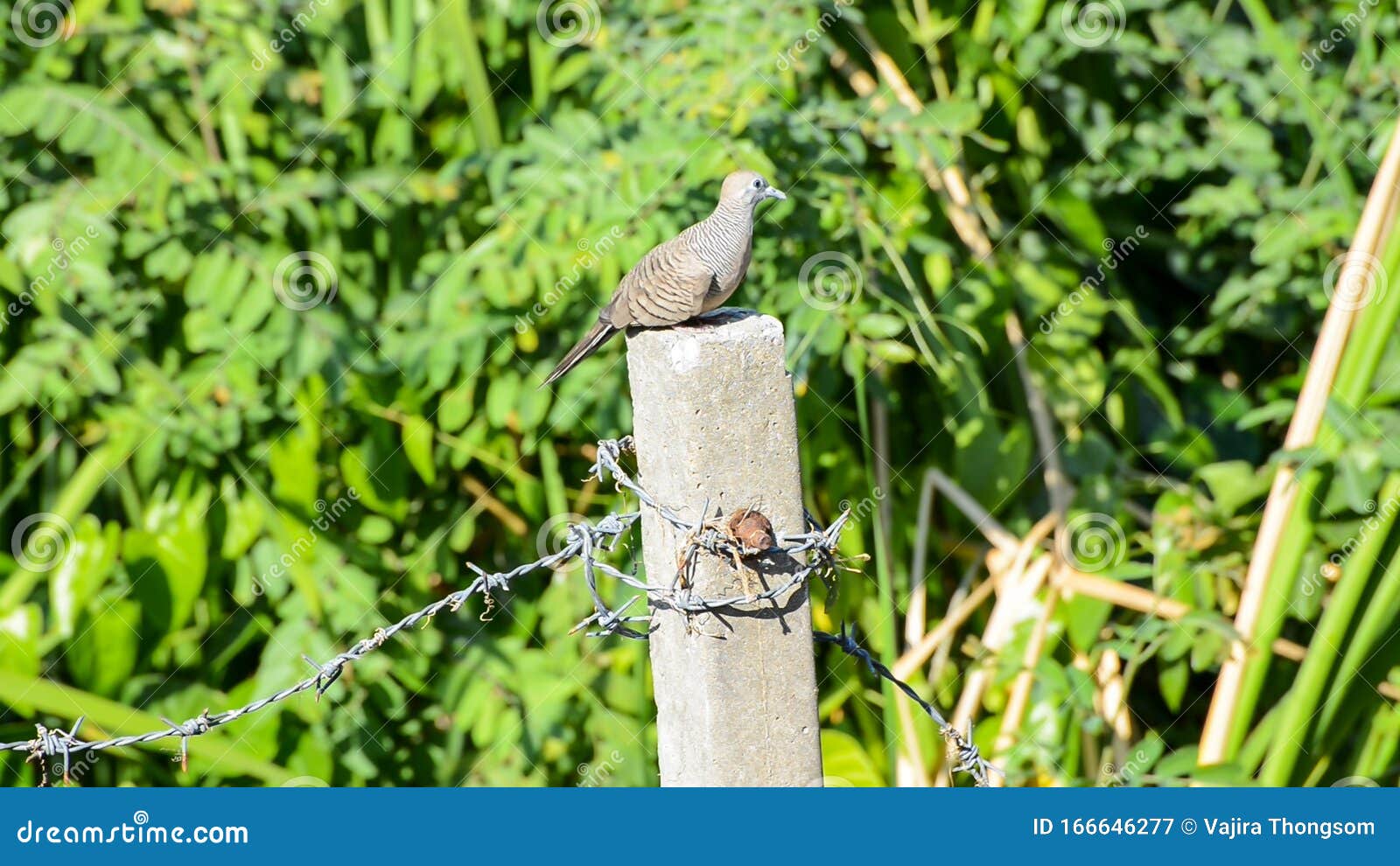 A Small Dove Sitting on the Pole Stock Image - Image of forest, fauna ...