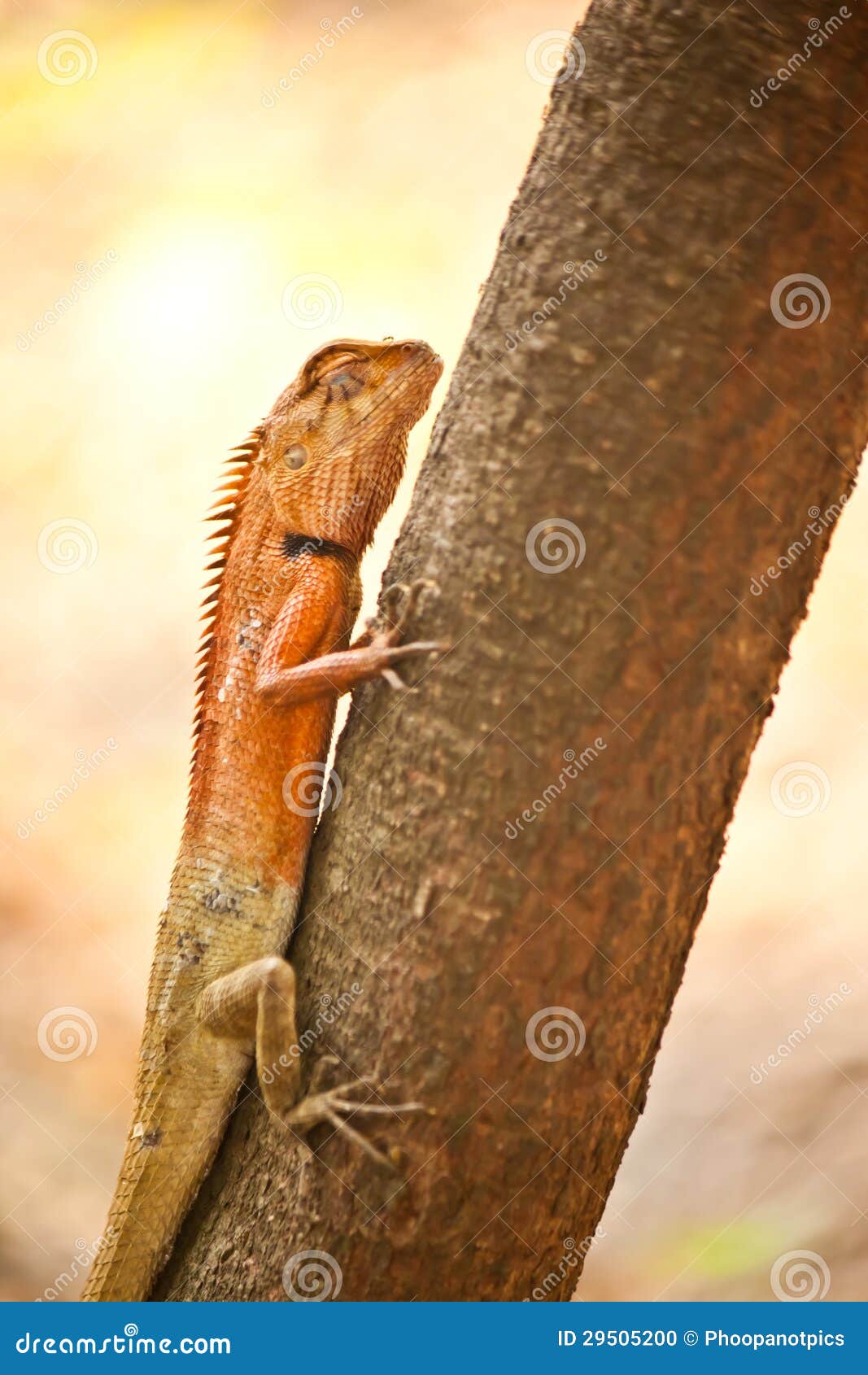 Small dragon stock photo. Image of branch, leisure, camouflage - 29505200