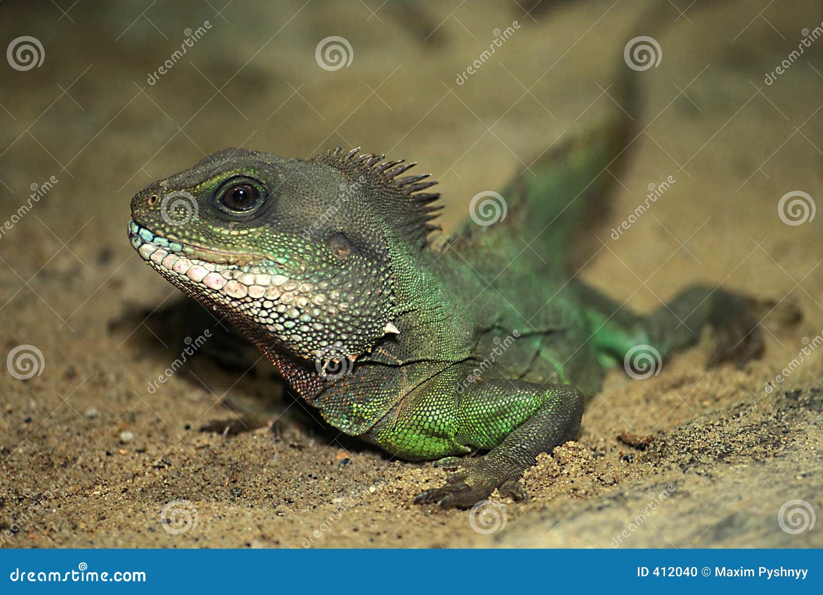 The small dragon stock photo. Image of crest, skin, green - 412040