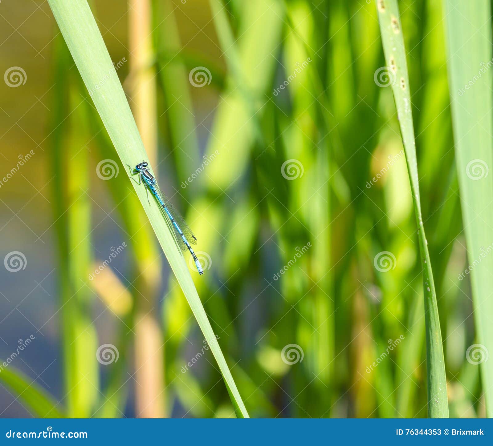 Small Dragon Fly on a Grass Straw Stock Image - Image of animal, long ...