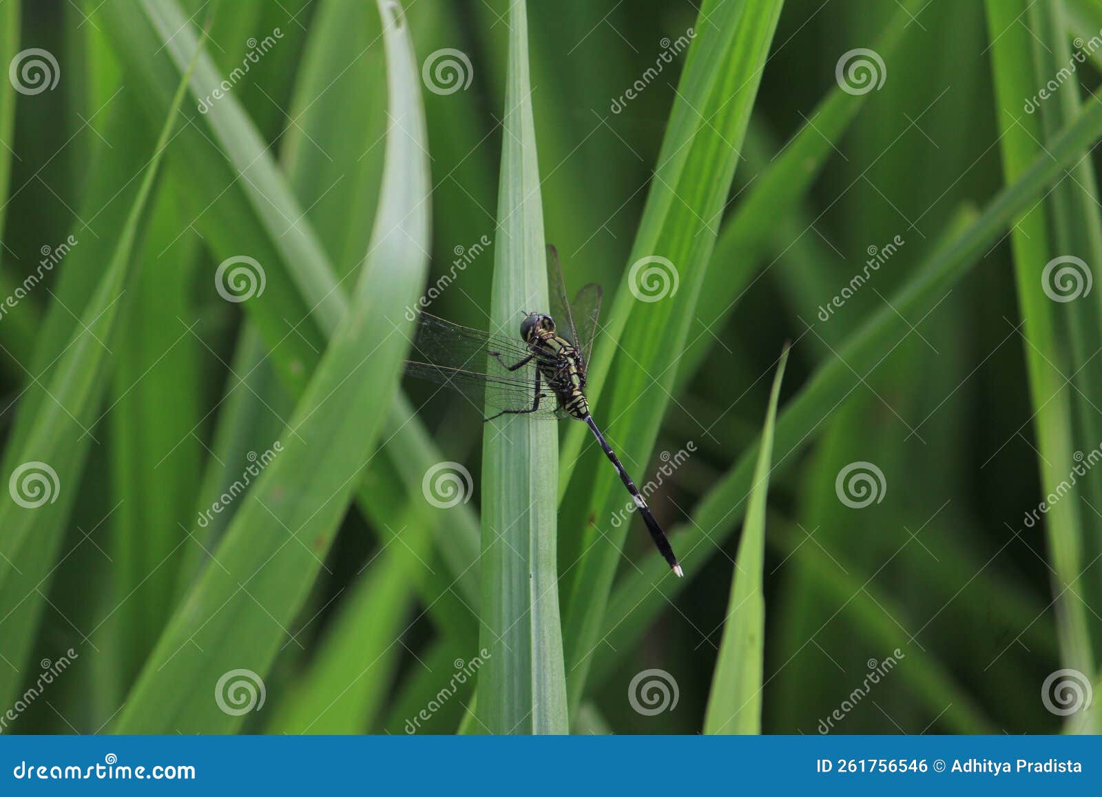 Small Dragon Fly in a Green Grass Stock Photo - Image of flower ...