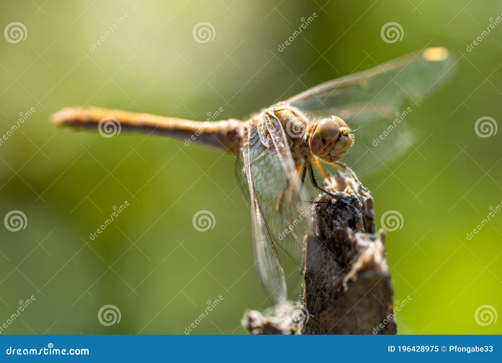 Small dragon fly resting stock image. Image of coleopteres - 196428975