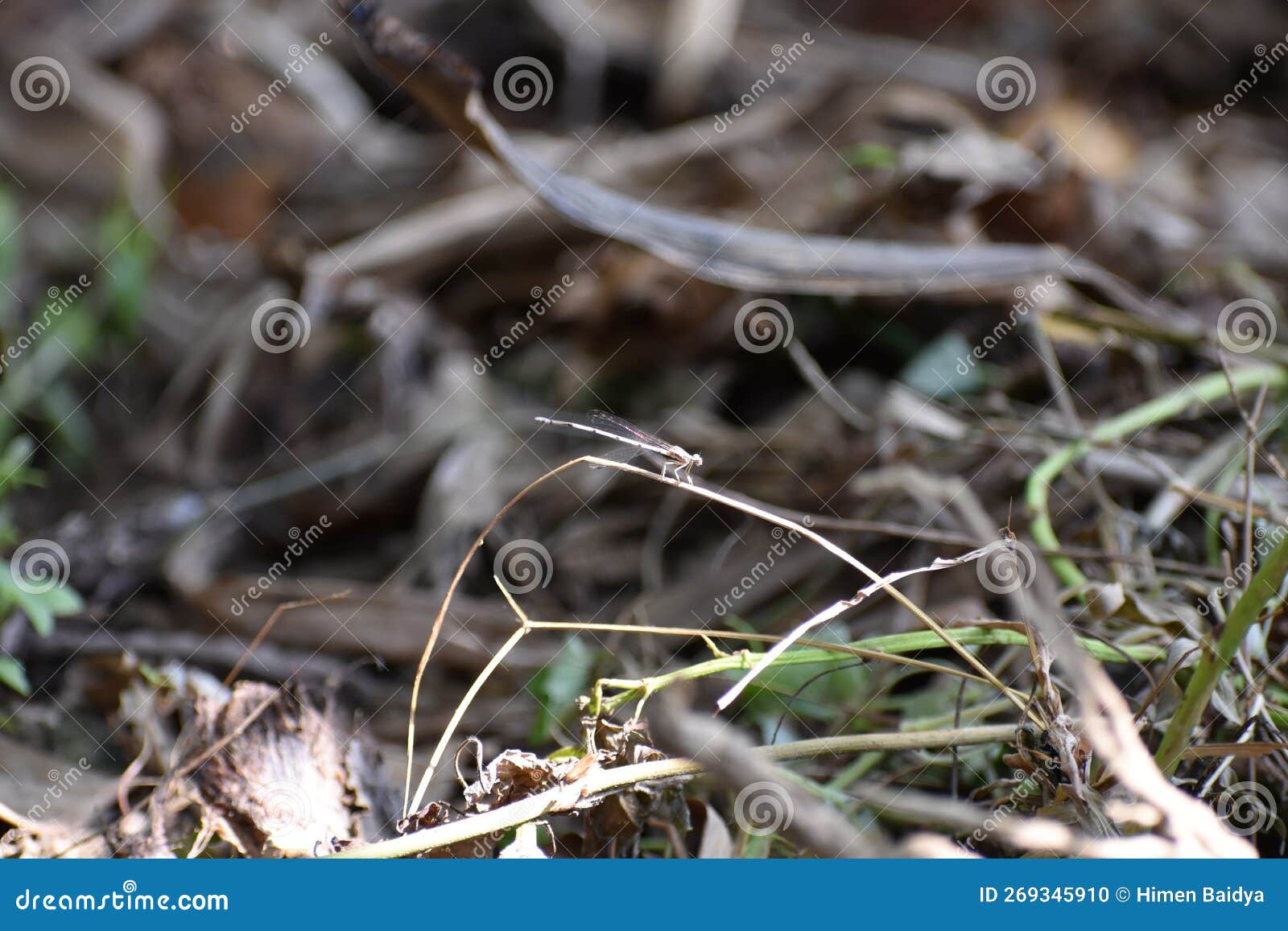 A small dragon fly stock photo. Image of insect, flying - 269345910