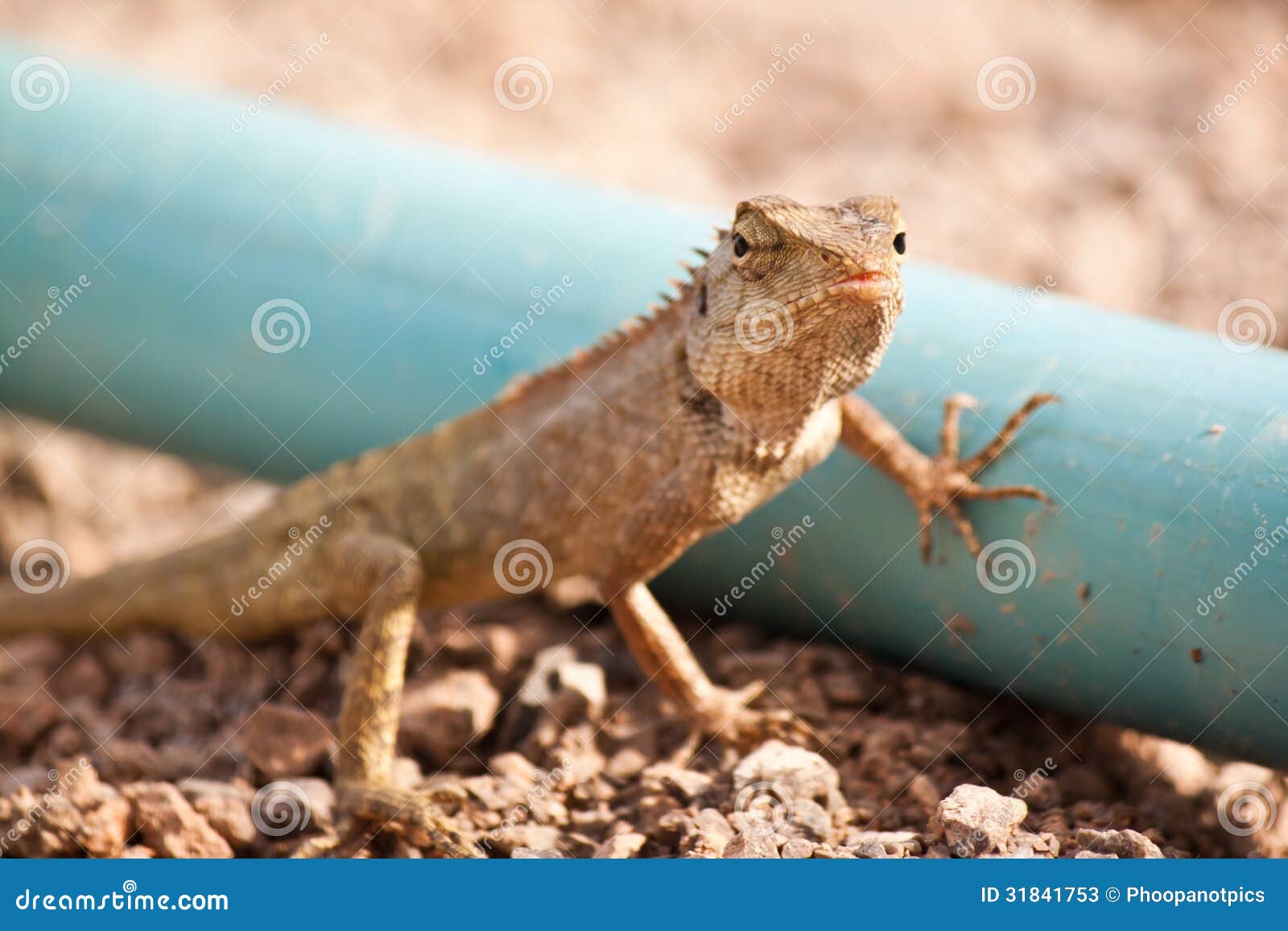 Small dragon stock image. Image of branch, baby, close - 31841753