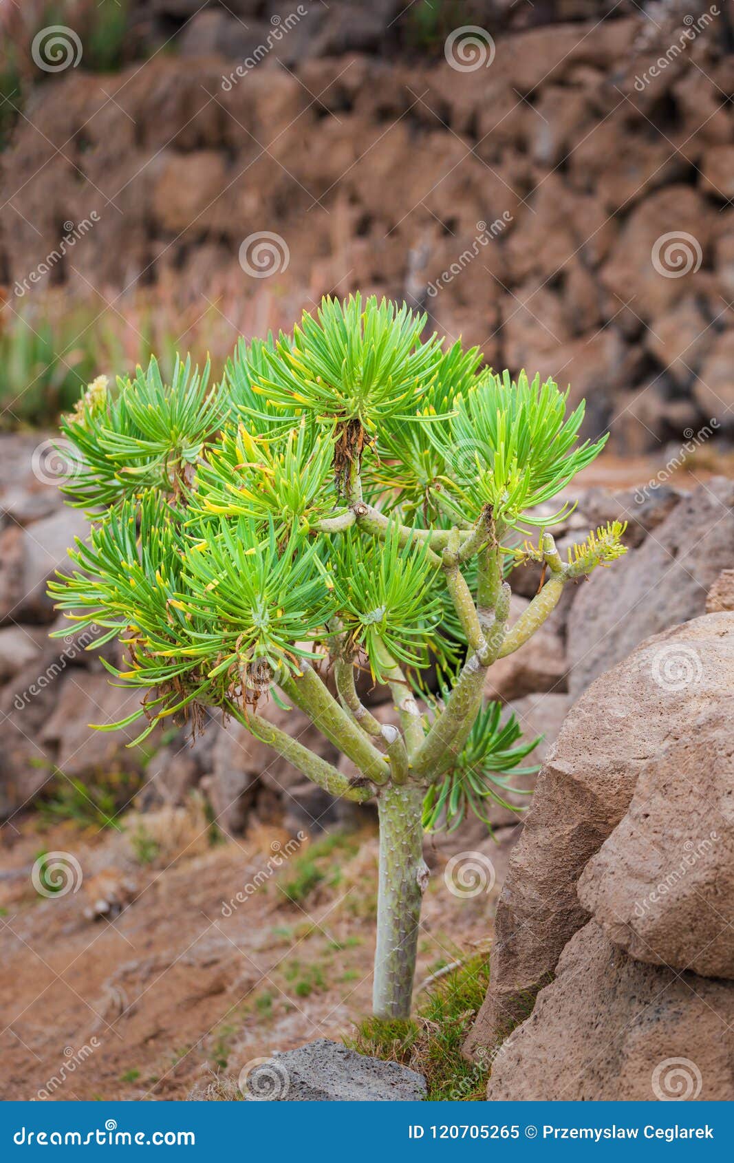 Small dragon tree stock image. Image of drago, black - 120705265