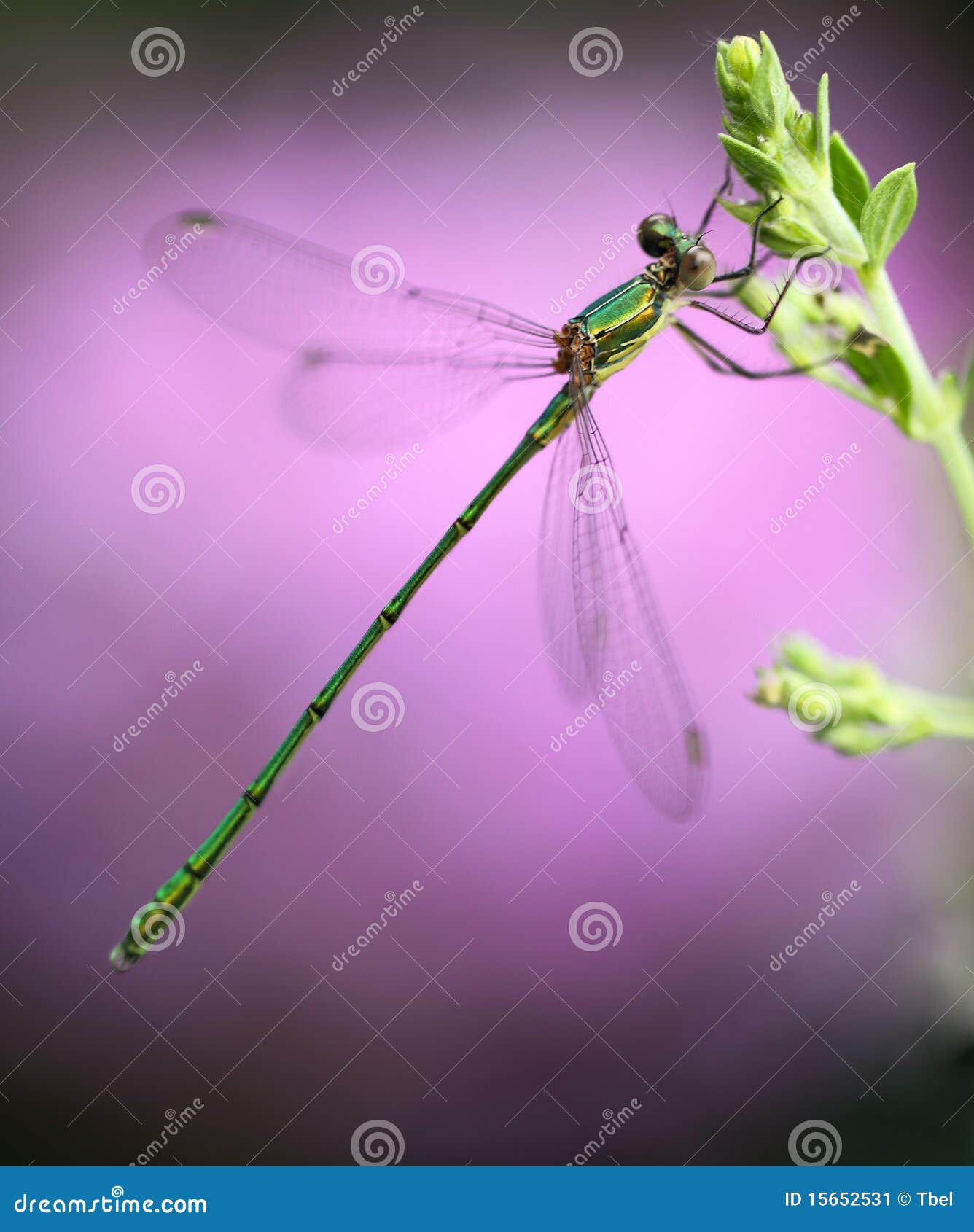 Small dragonfly stock image. Image of outdoors, fauna - 15652531