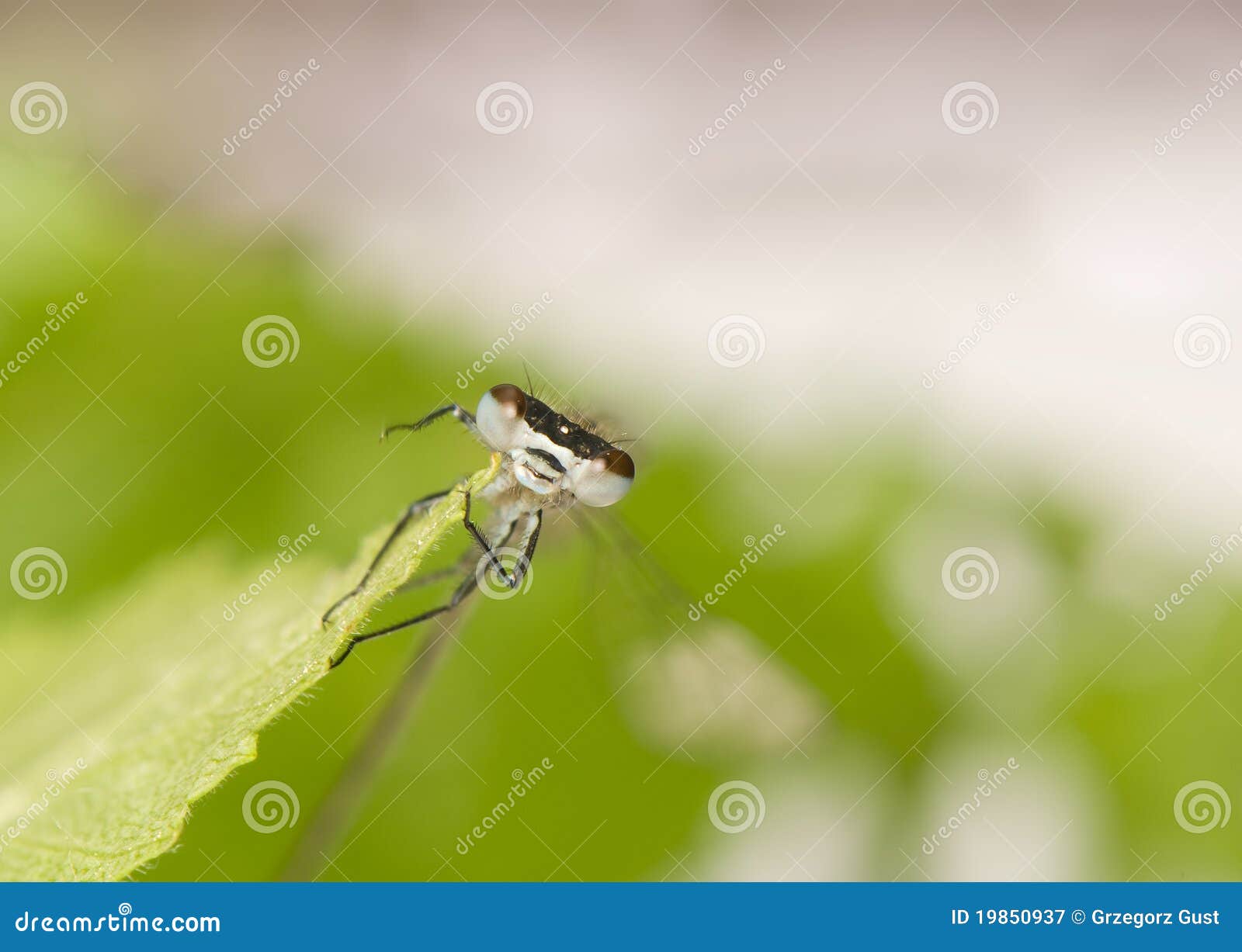 Small dragonfly stock image. Image of park, predator - 19850937