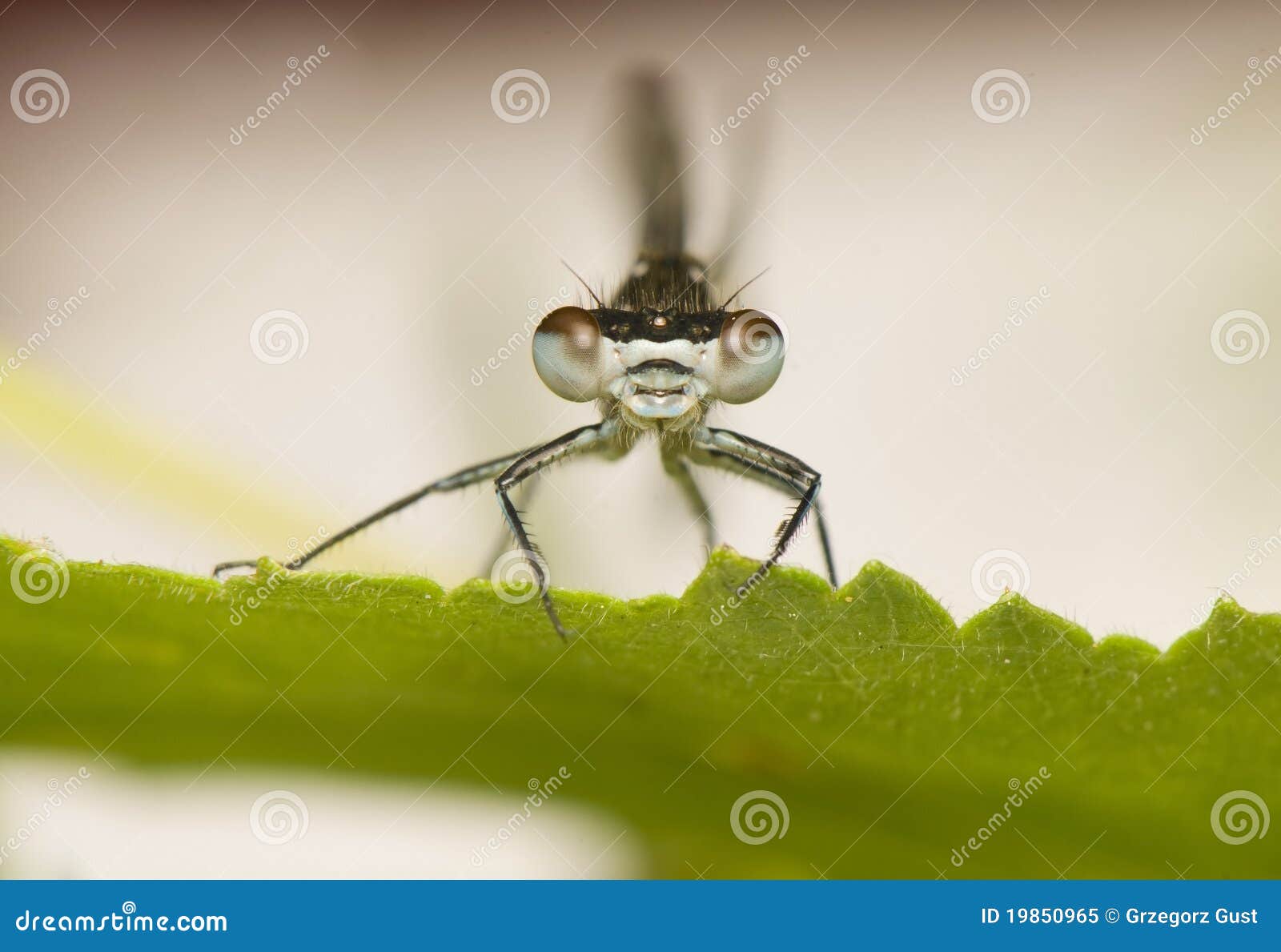 Small dragonfly stock image. Image of macro, animal, forest - 19850965