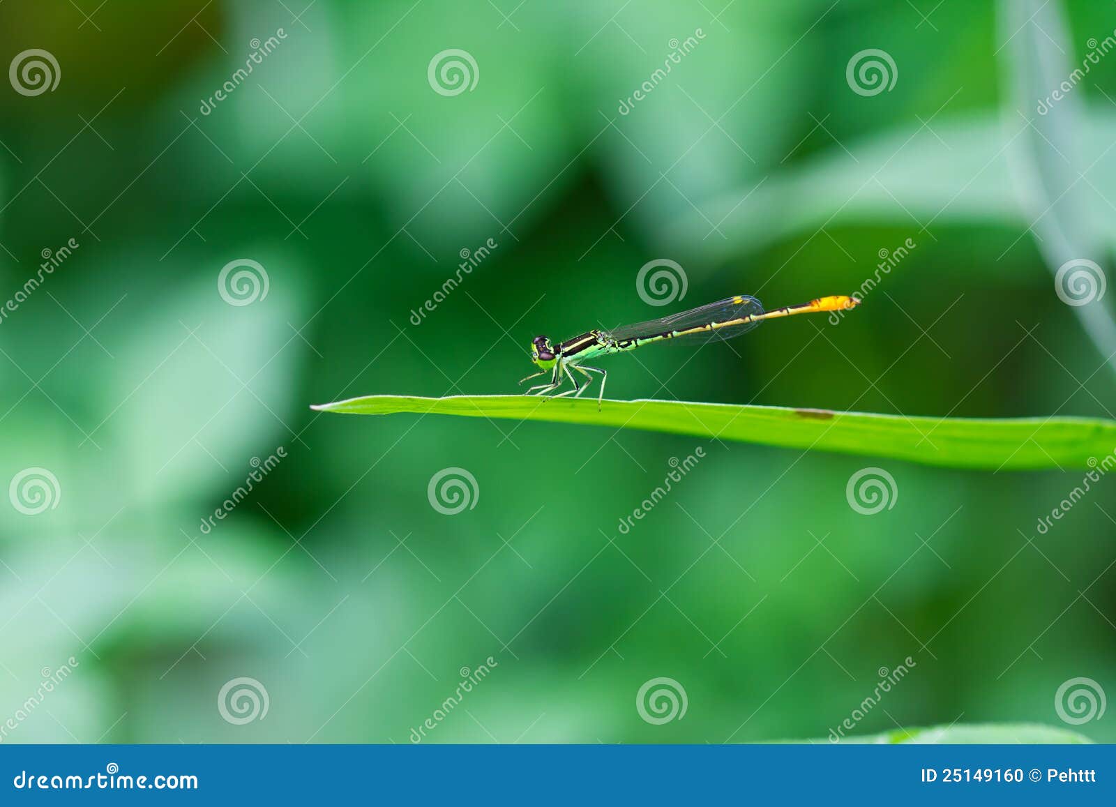 Small dragonfly stock photo. Image of head, stick, nature - 25149160