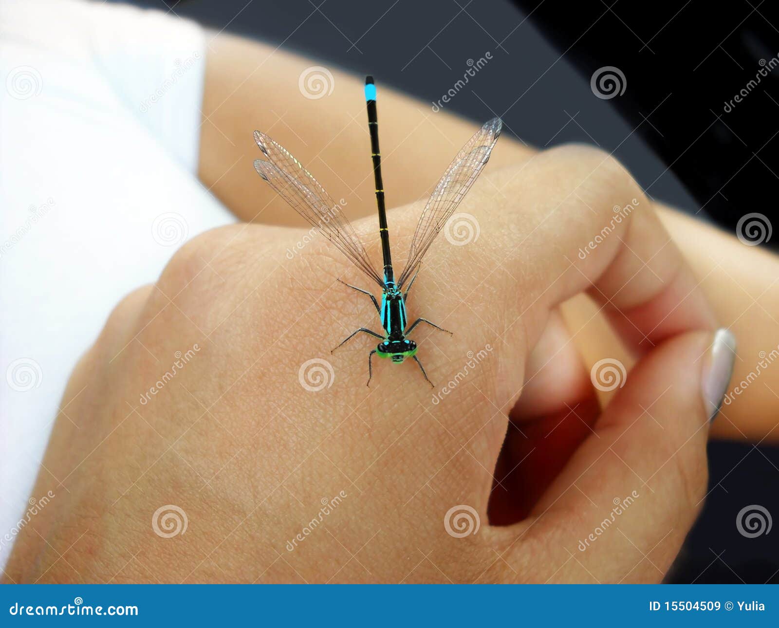 Small dragonfly on hand stock image. Image of green, hand - 15504509